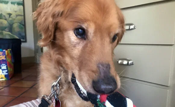 The Story of Red the Dog — BAY WOOF