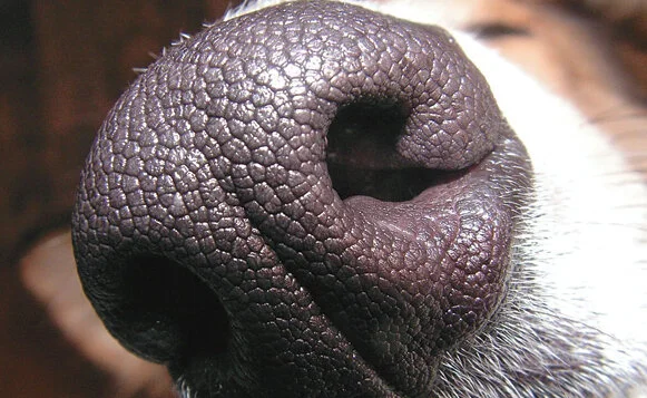 Anatomy of a Dog Snout as Viewed by The Caninologist — BAY WOOF