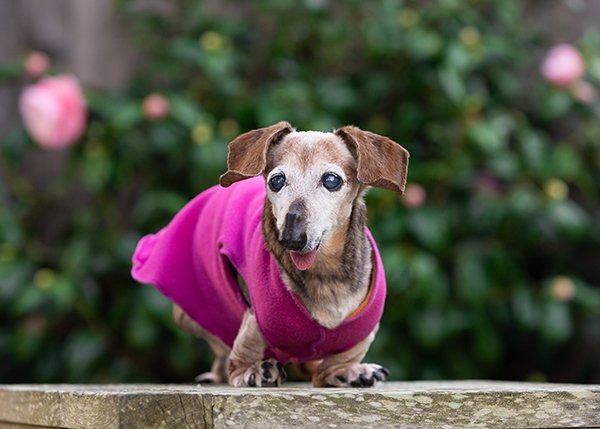 Mark Your Calendar for Petchitecture! San Francisco’s Canine-Friendly ...