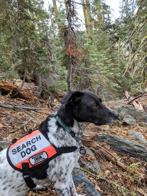 When Someone Goes Missing: For CARDA Dogs, Searching Is a Labor of Love ...