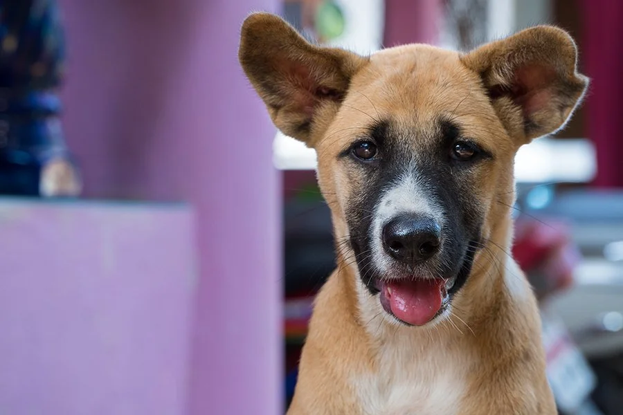 Good Dog! Keep It Simple: Four Things Every Dog Should Know — BAY WOOF