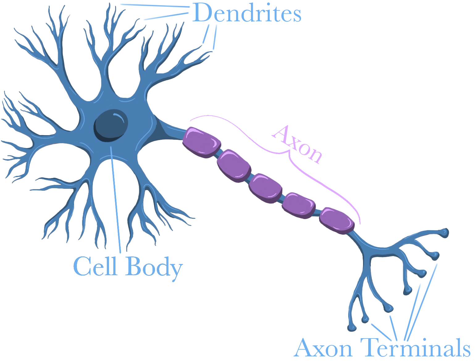 Axons And Dendrites