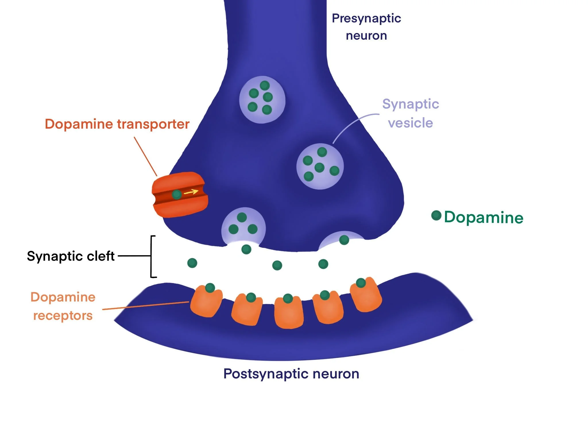 From Pleasure to Pain: The Effects of Cocaine Use Disorder on the Brain ...