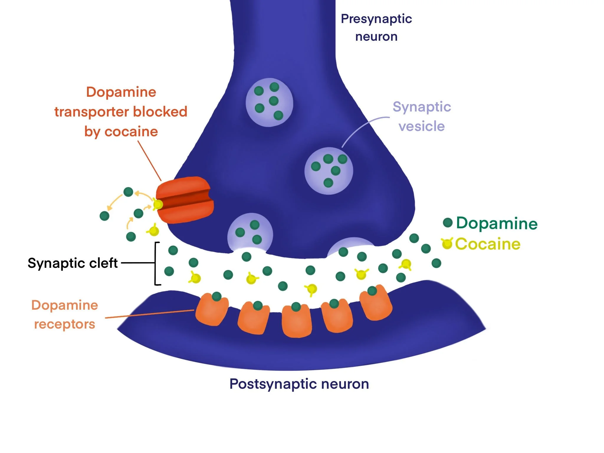 From Pleasure to Pain: The Effects of Cocaine Use Disorder on the Brain — Grey Matters at Vassar ...