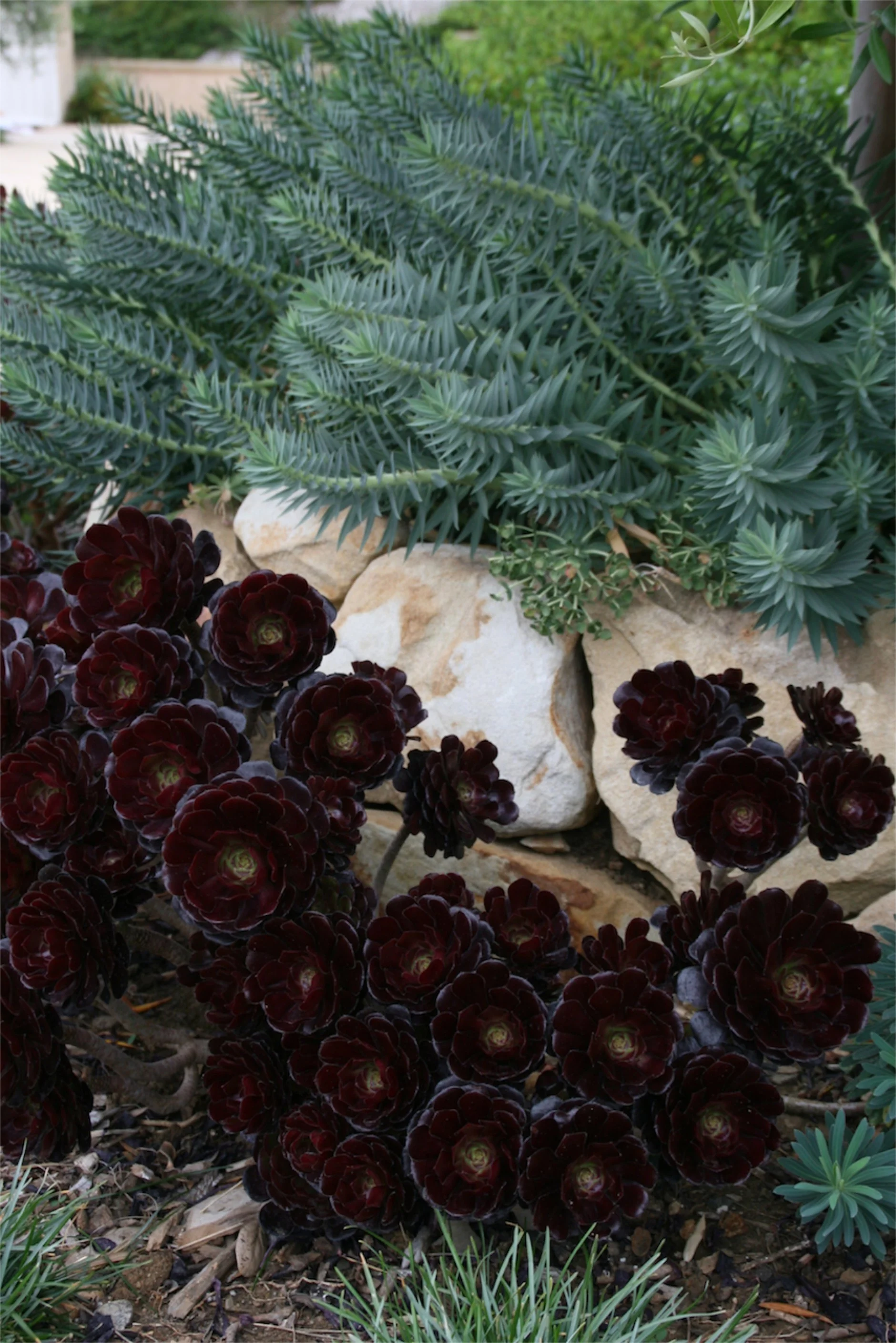 About — Bosky Landscape Architecture