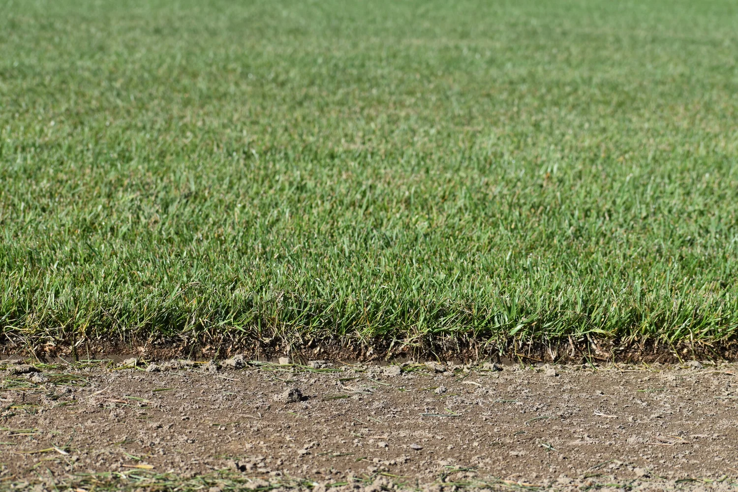 Residential — Collins Wharf Sod