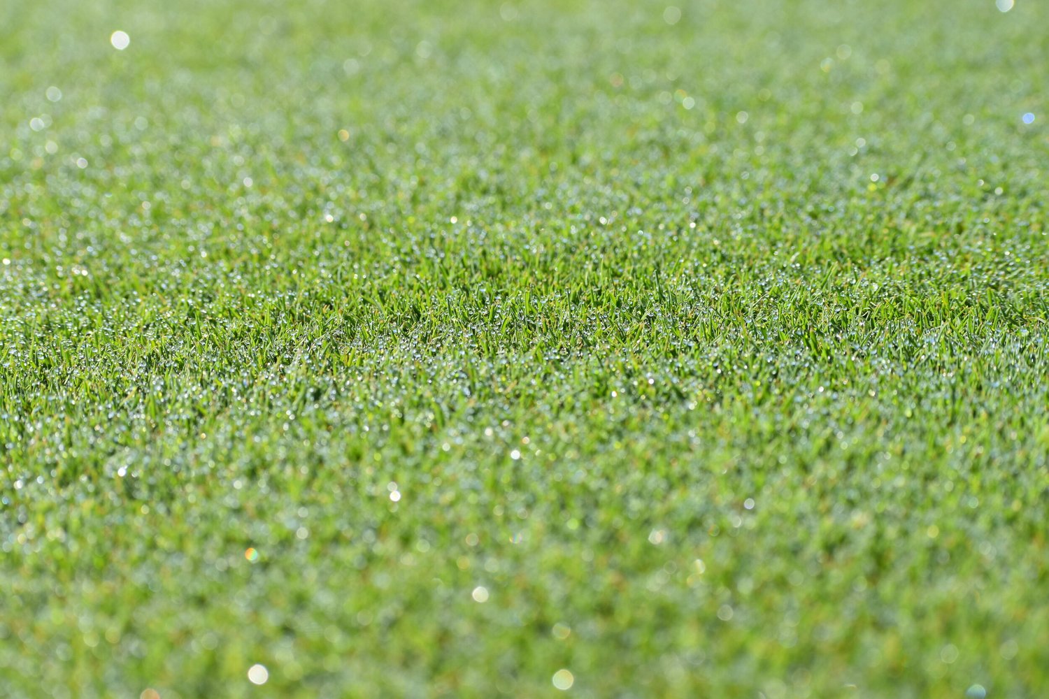 Commercial — Collins Wharf Sod