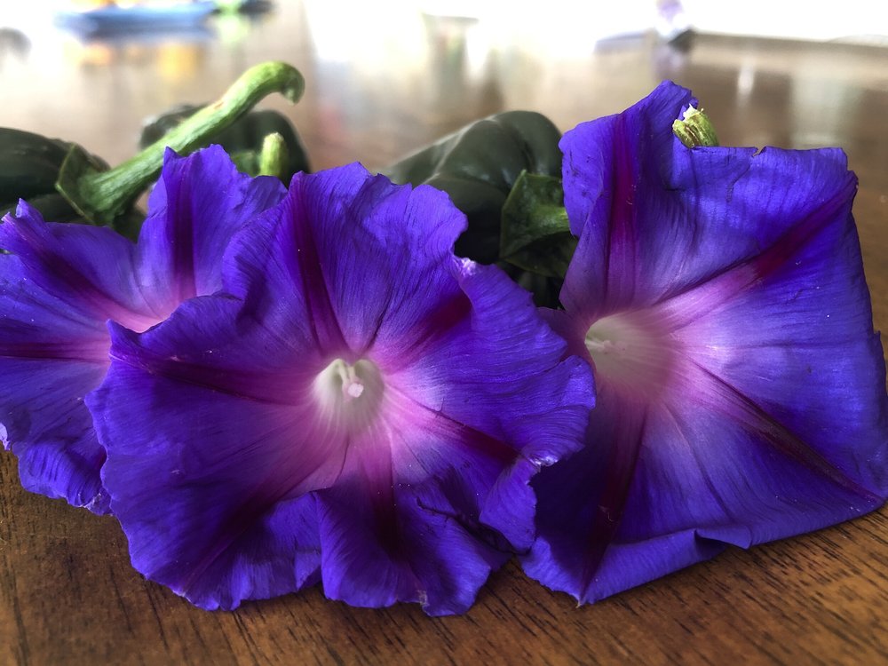 Making Paints from Flowers — Enid Baxter Ryce