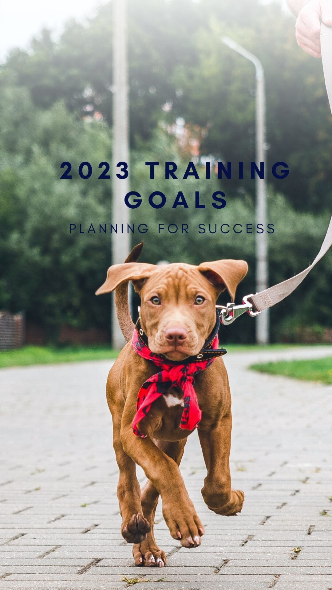 Animal Wellness and Behaviour - dog training