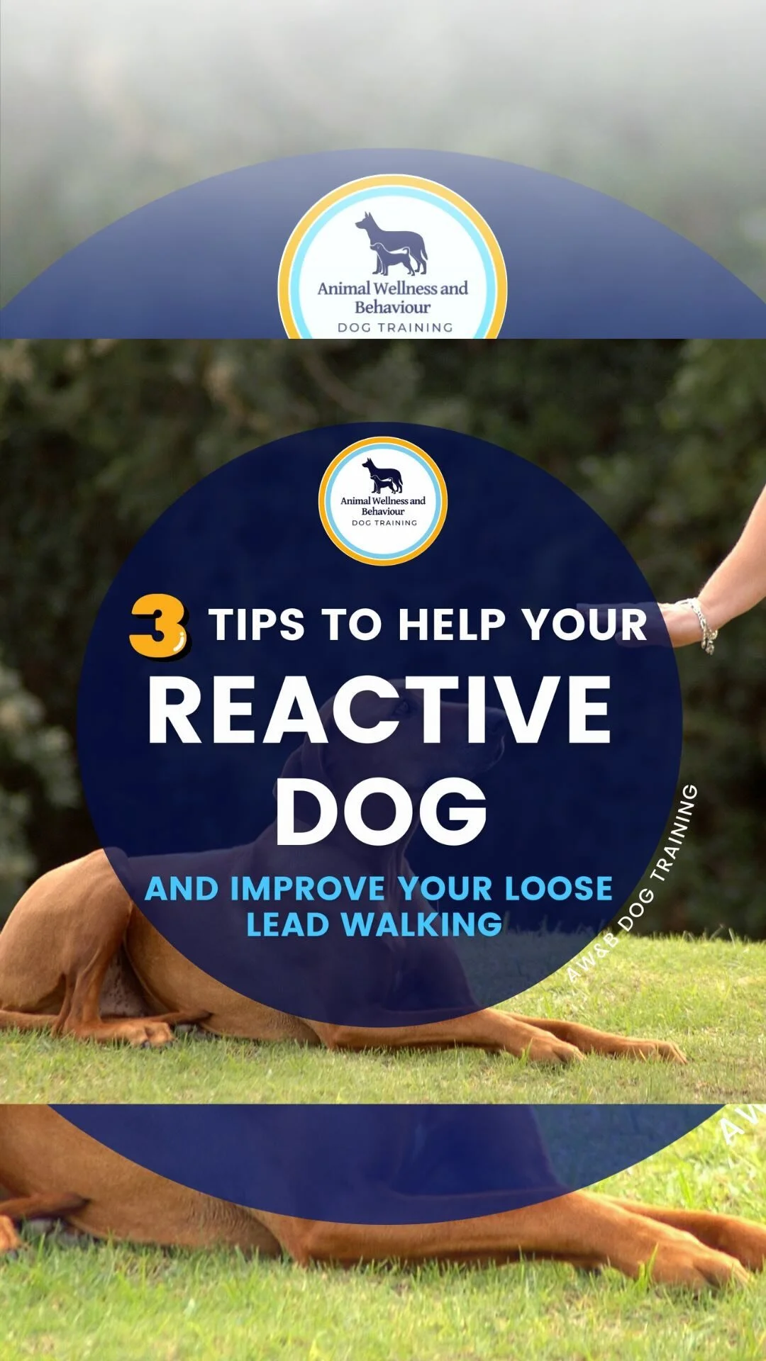 Animal Wellness and Behaviour - dog training