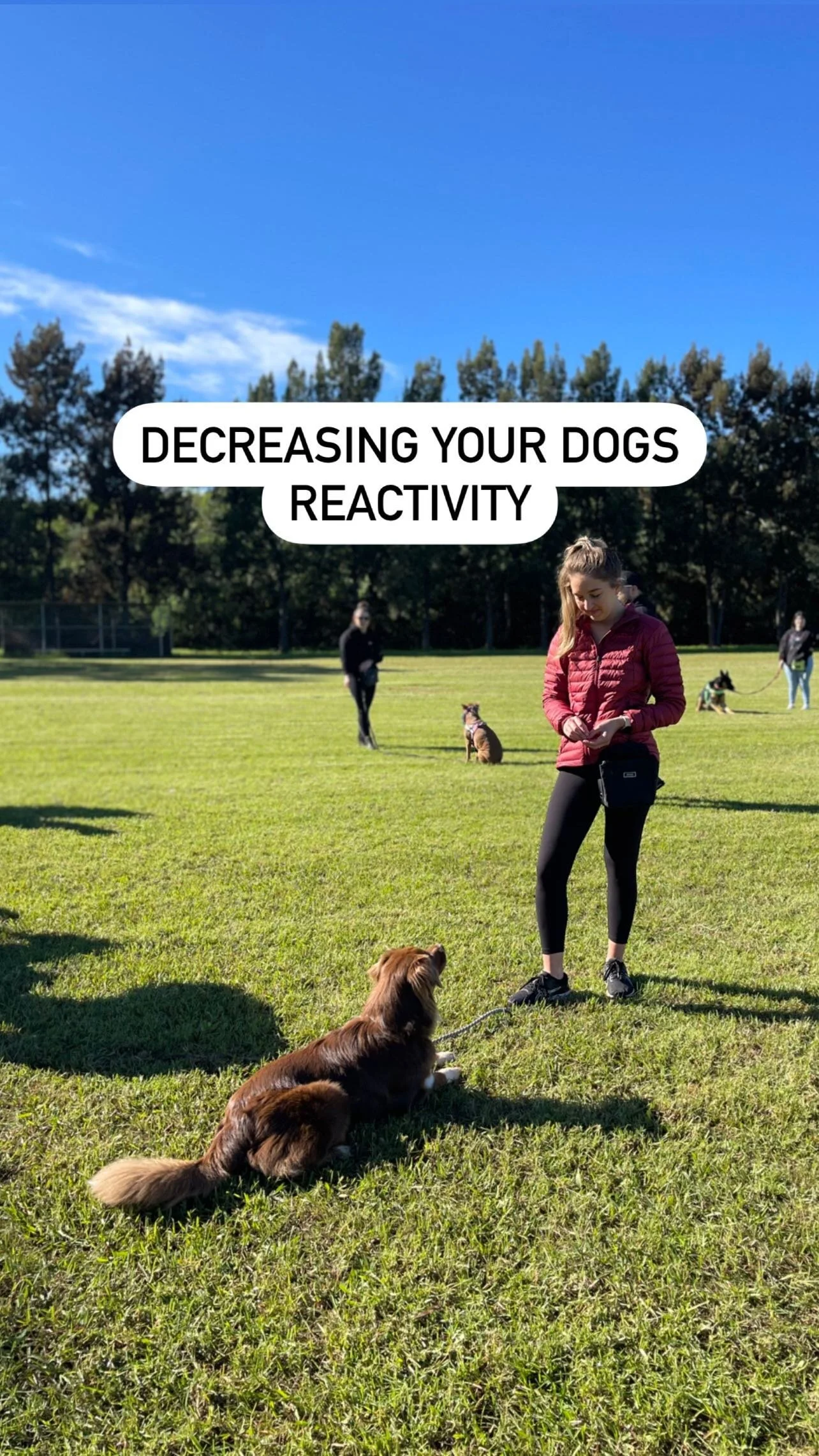 Animal Wellness and Behaviour - dog training