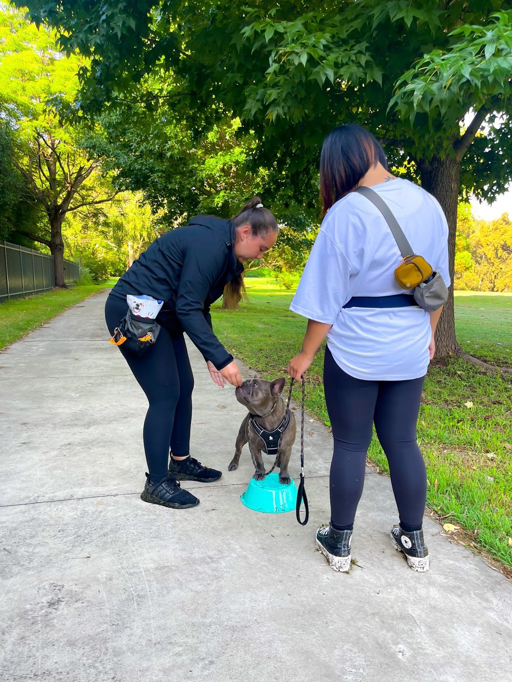 Animal Wellness and Behaviour - dog training