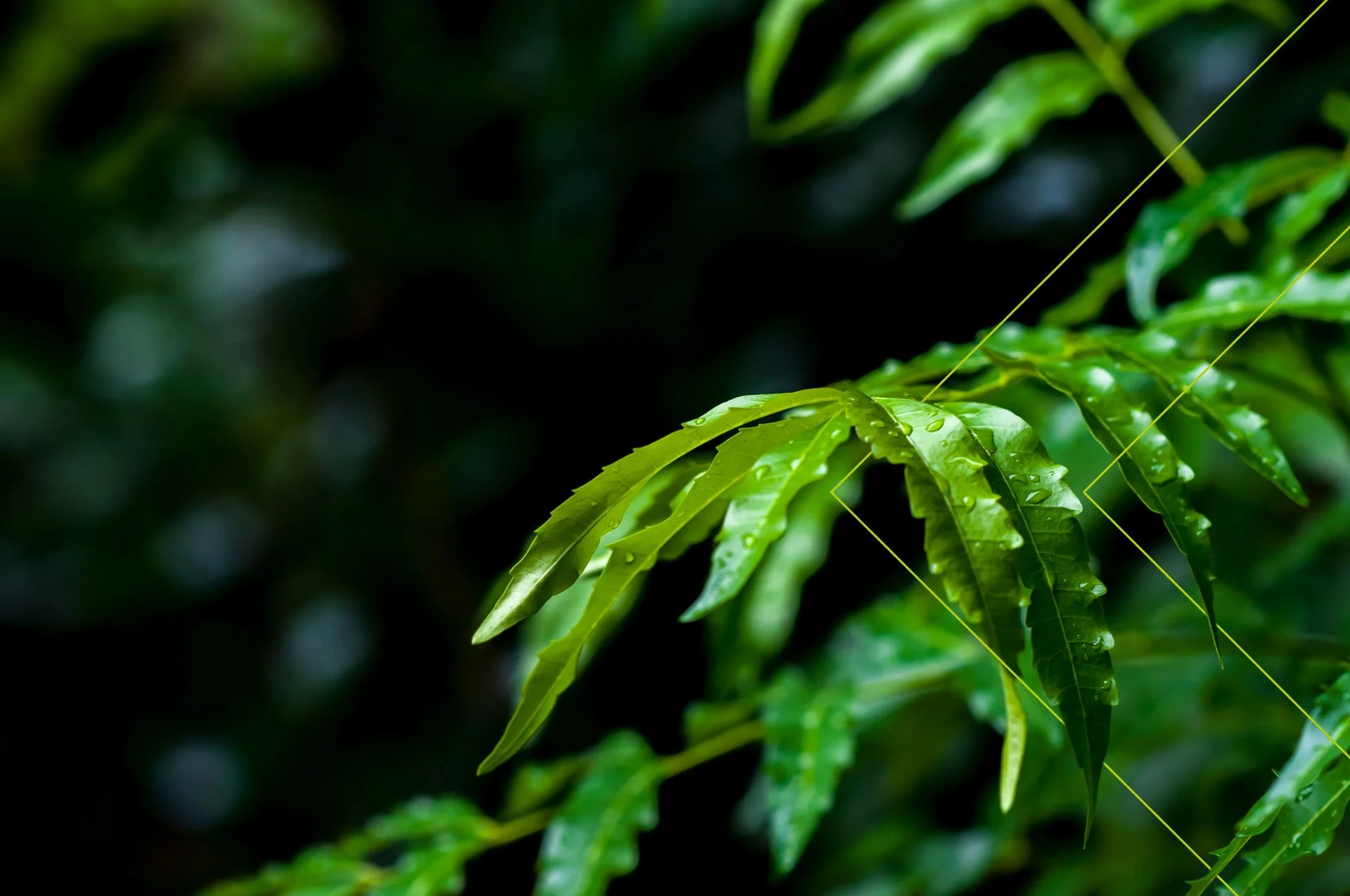 Neem - An Embedded Finance Platform