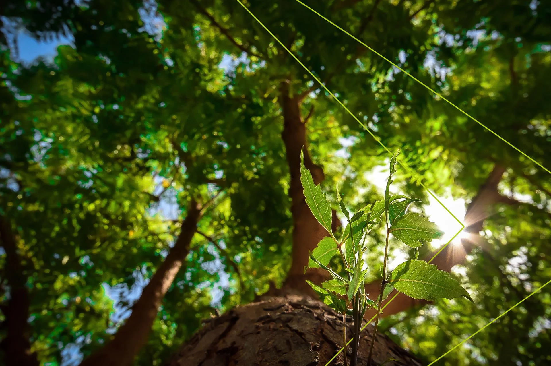 Neem - An Embedded Finance Platform