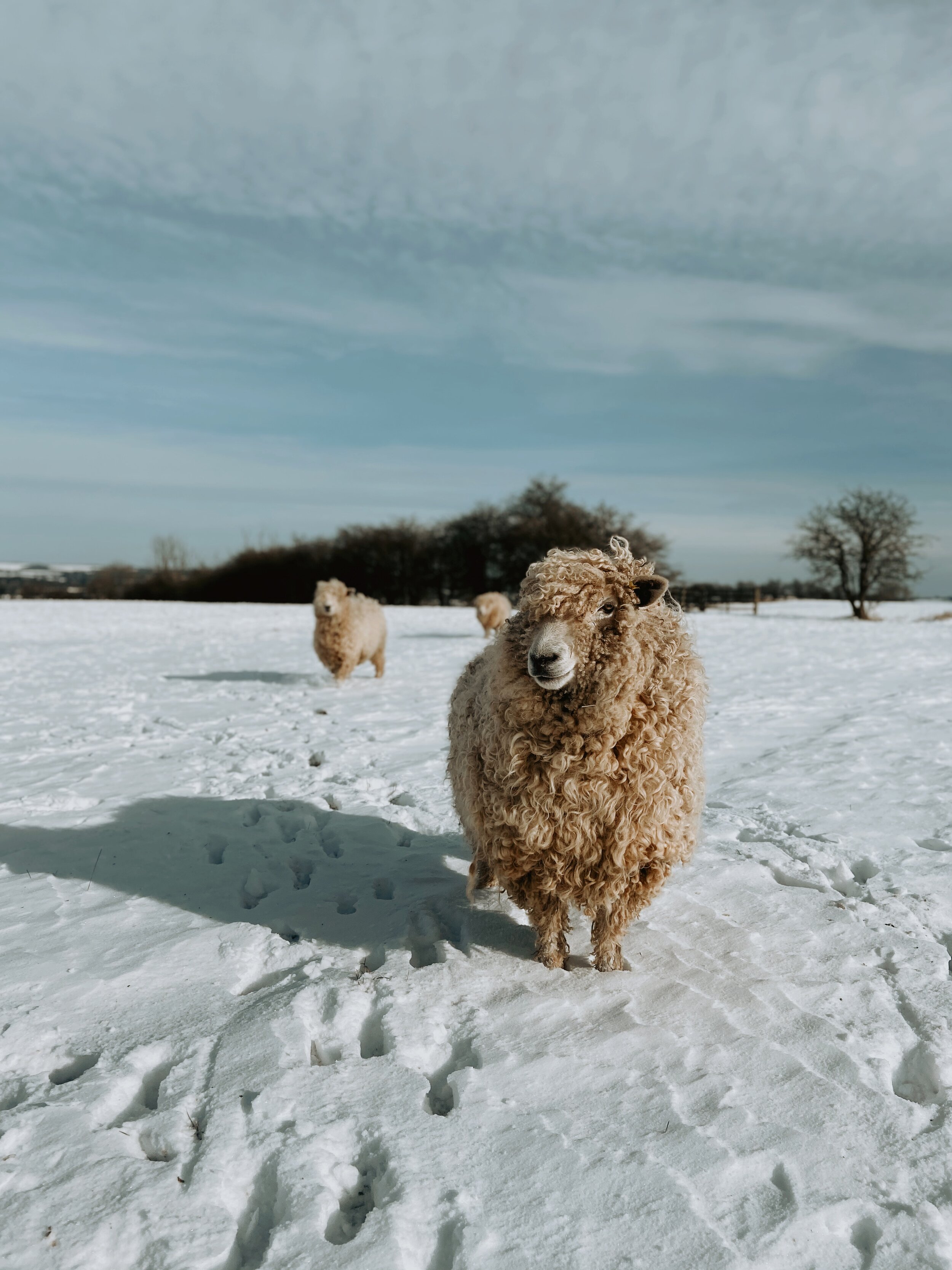 General 4 — Rutland Farm Park