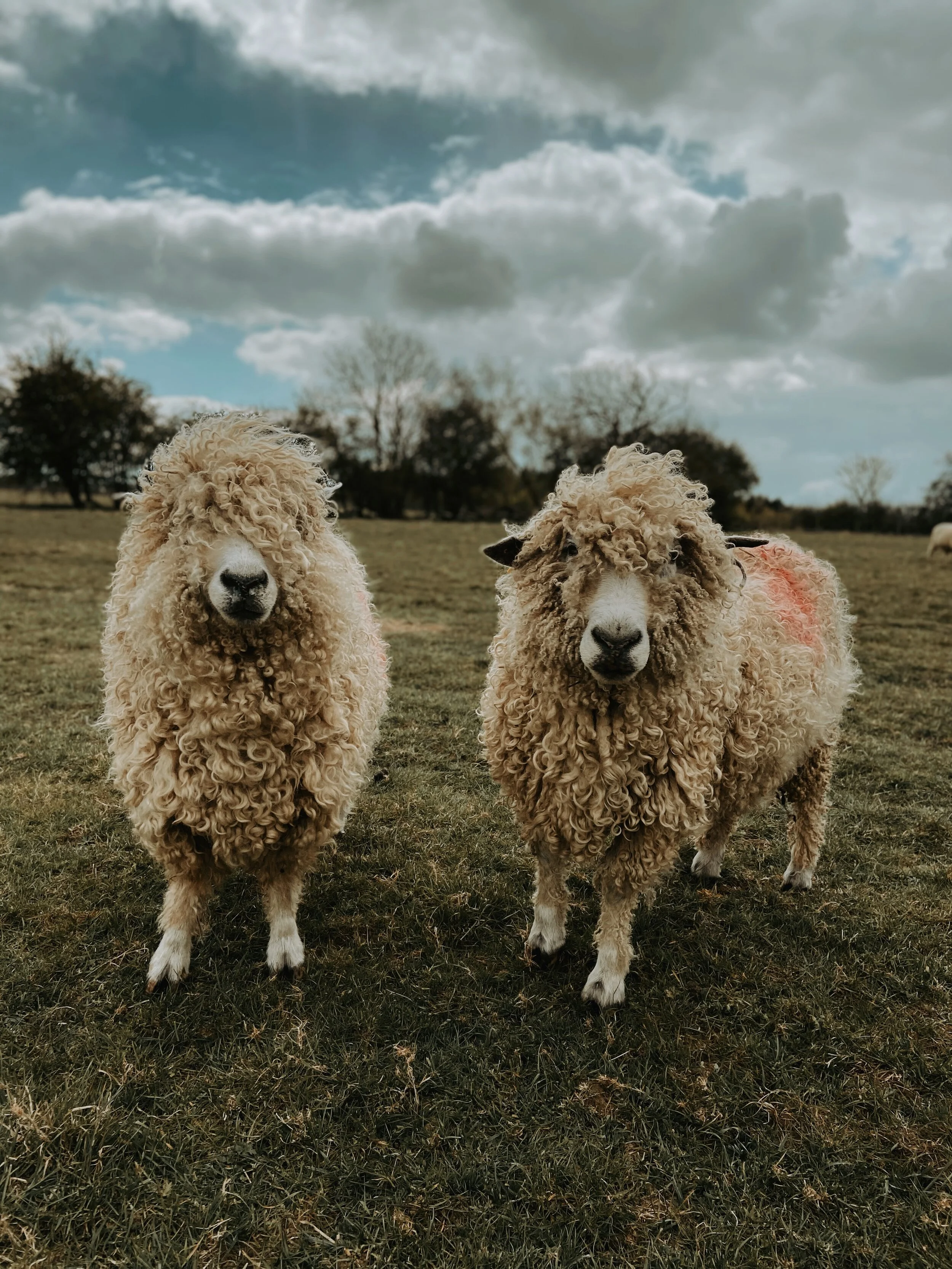 General 4 — Rutland Farm Park