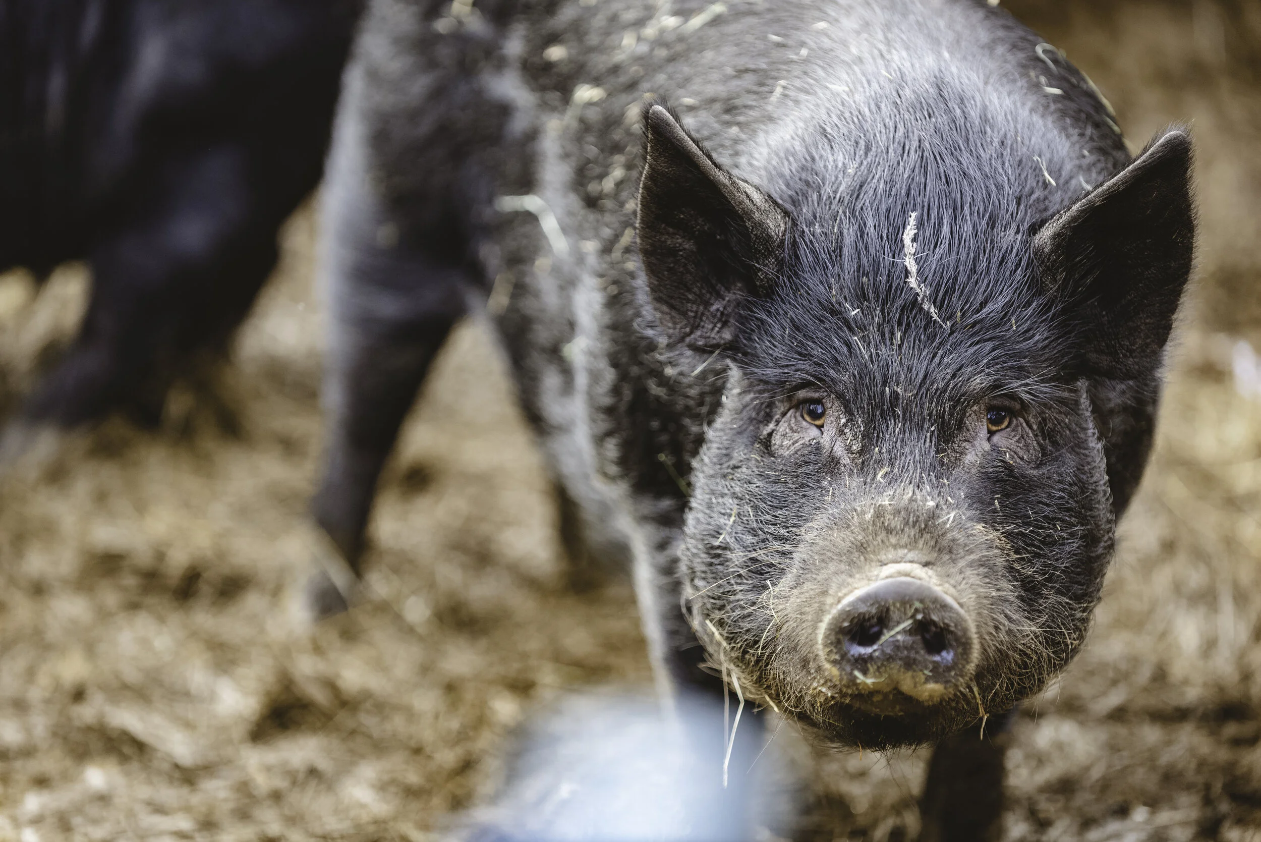 General 4 — Rutland Farm Park