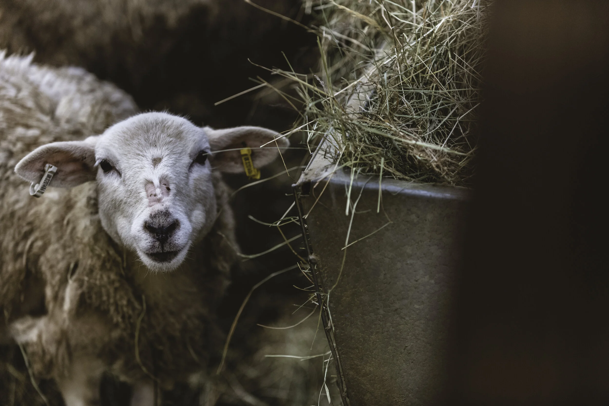 General 4 — Rutland Farm Park