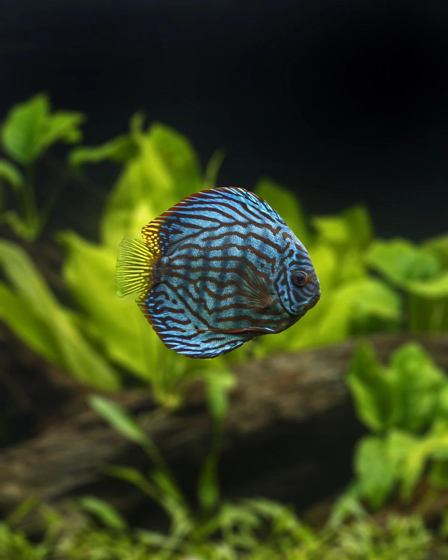 Buy George Farmer's Book — George Farmer