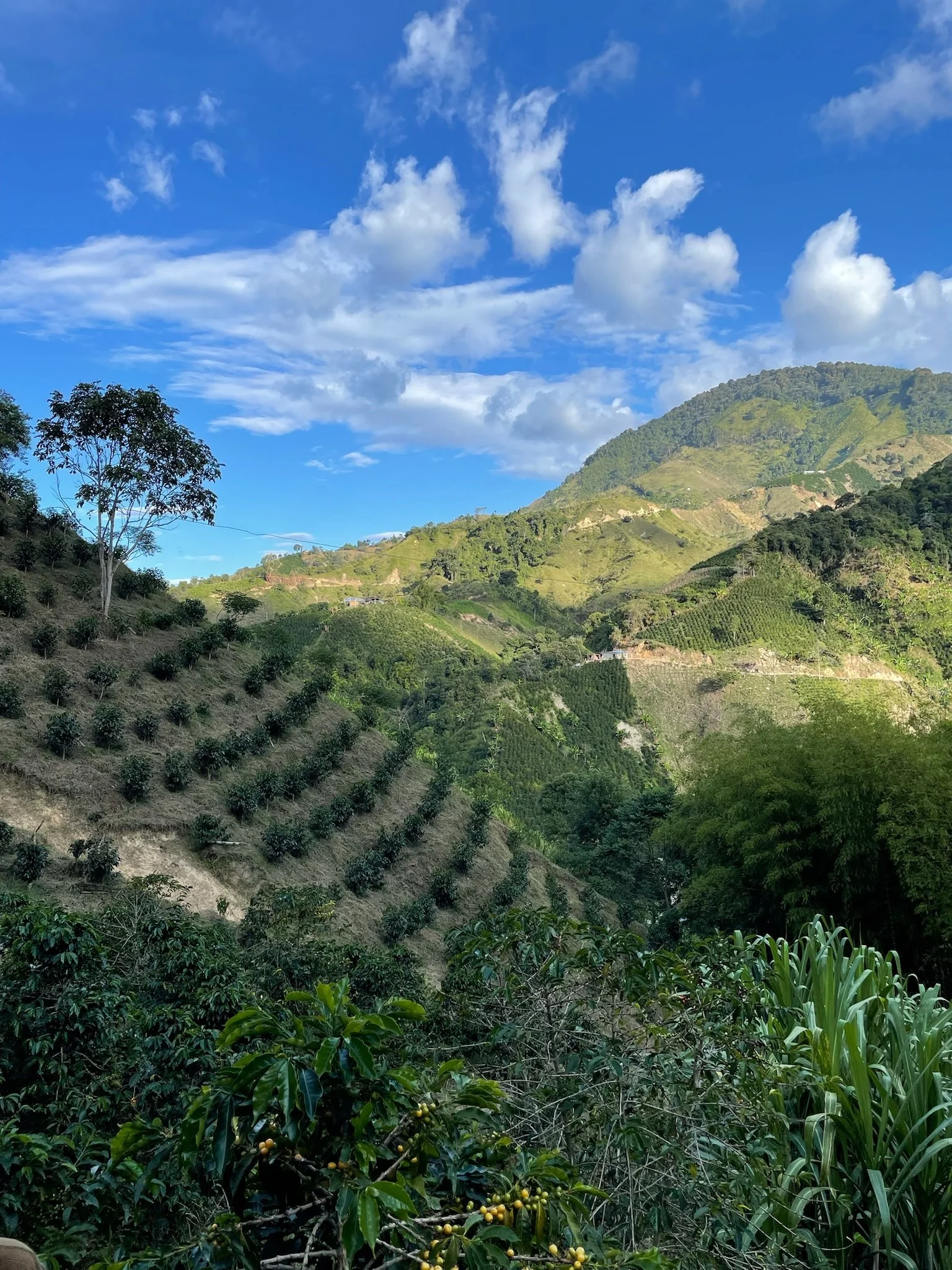 Boxcar Coffee Roasters