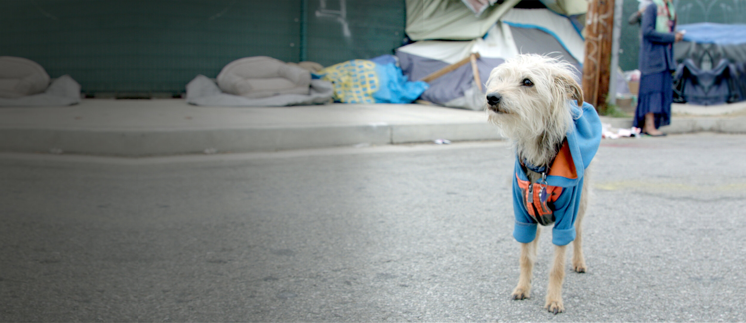 Volunteer — Project Street Vet