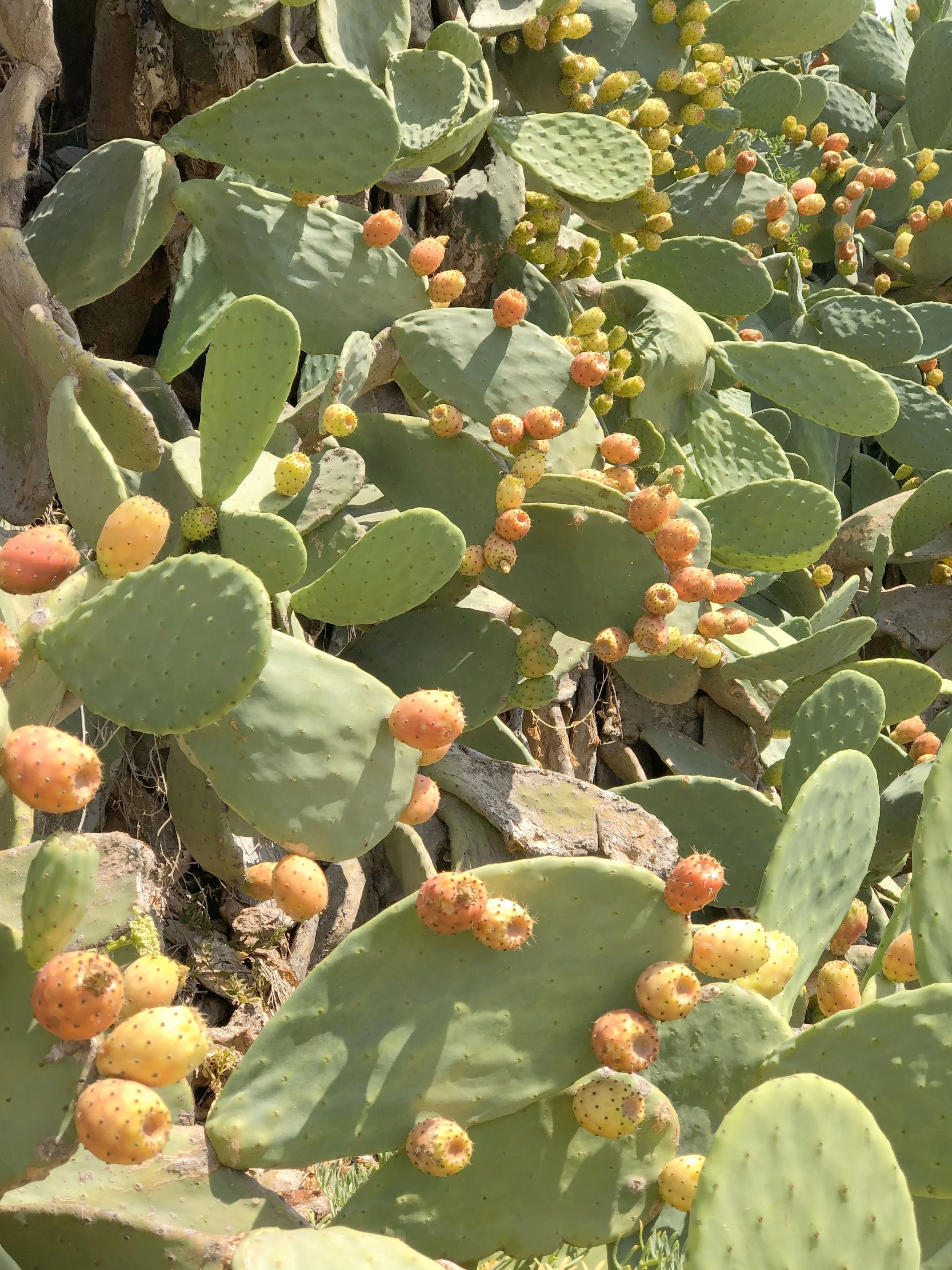 Curù Skin | Clean After Sun For Face