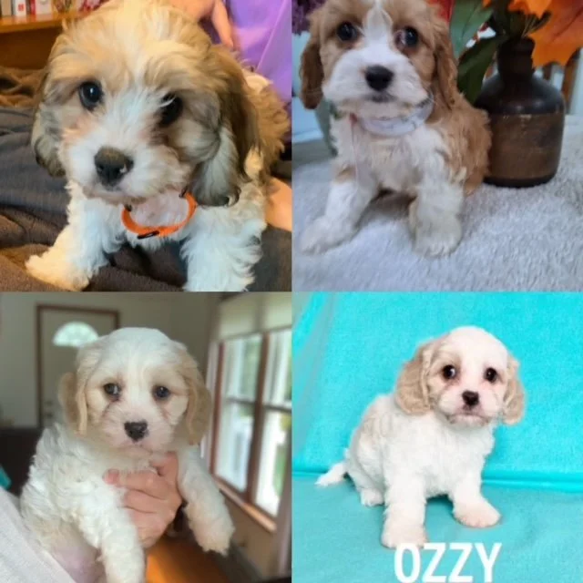 Adoptable Animals — Pixies and Paws Rescue