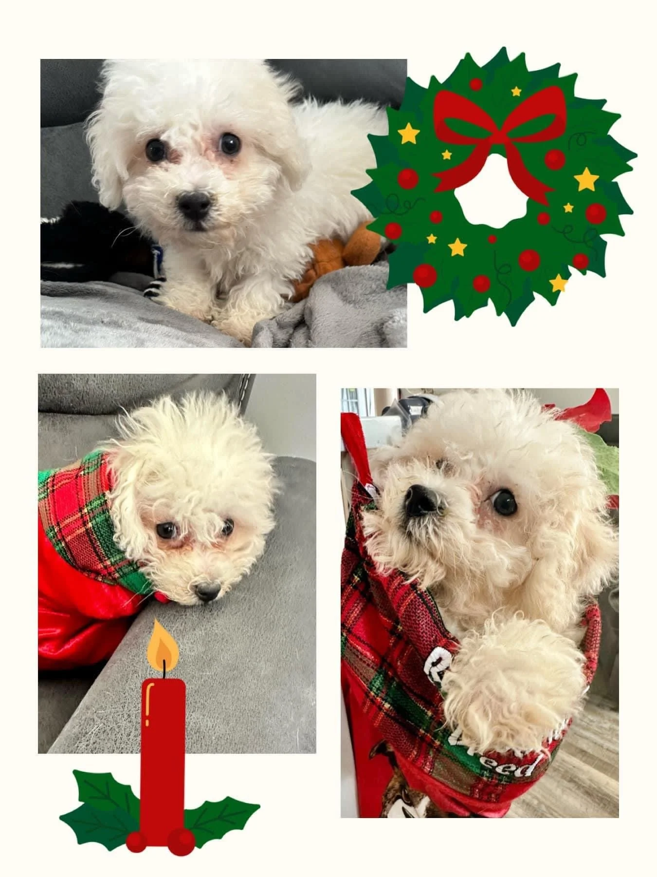 Adoptable Animals — Pixies and Paws Rescue