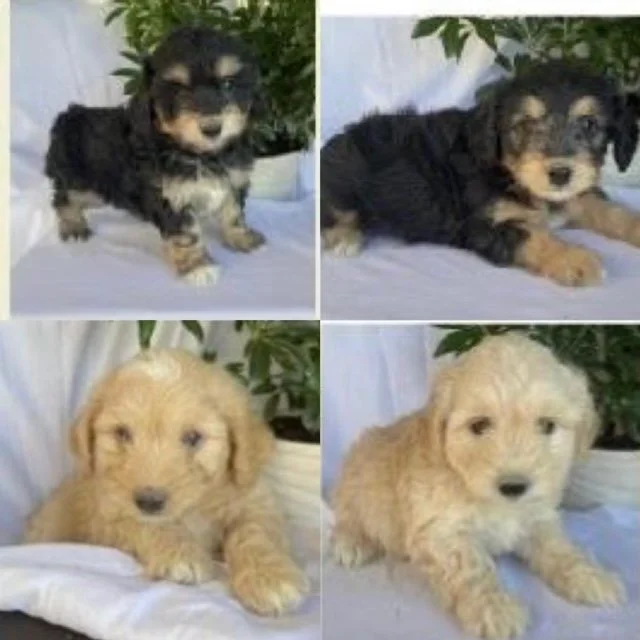 Adoptable Animals — Pixies and Paws Rescue