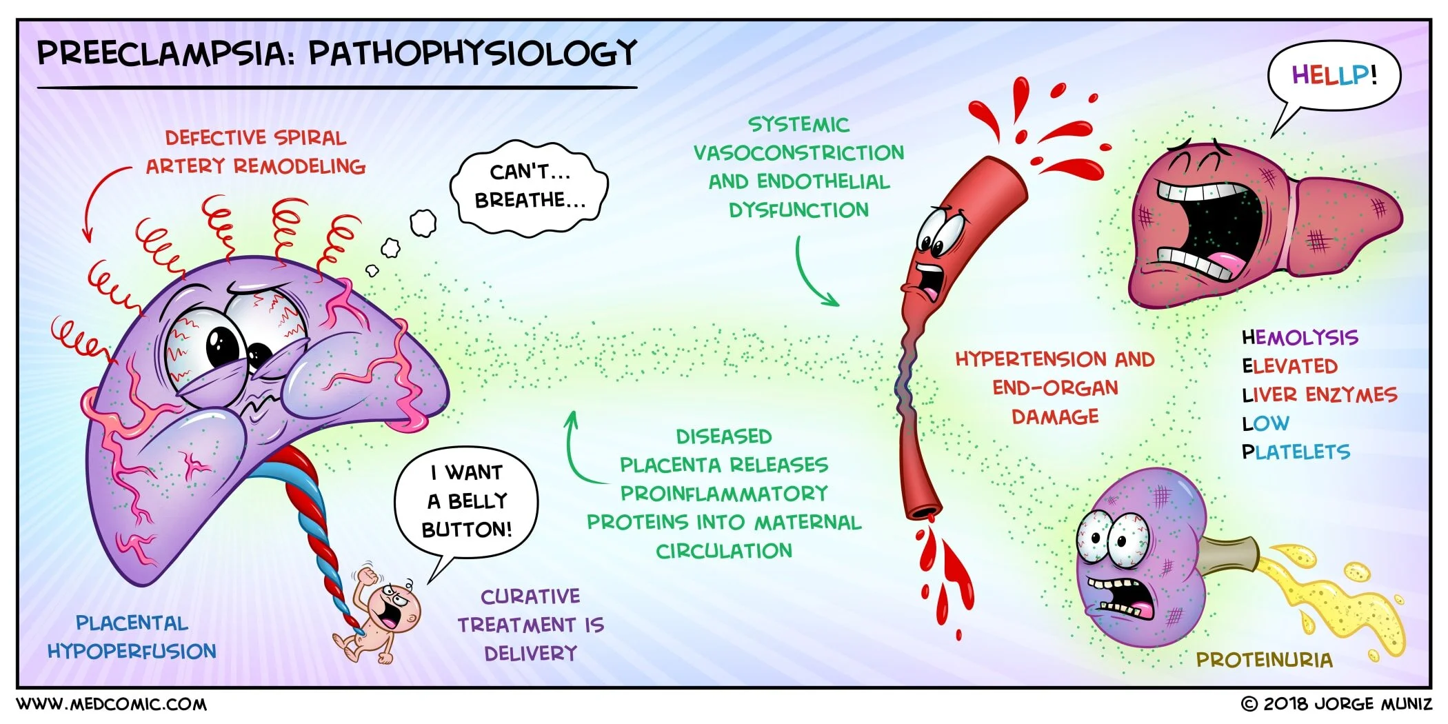 Preeclampsia Pathophysiology Medcomic Preeclampsia Pathophysiology Medcomic