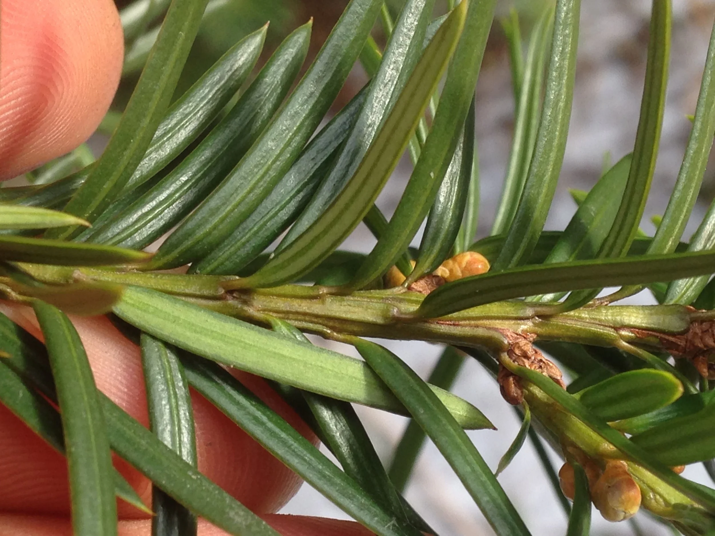 Death and Taxus? — to know the land