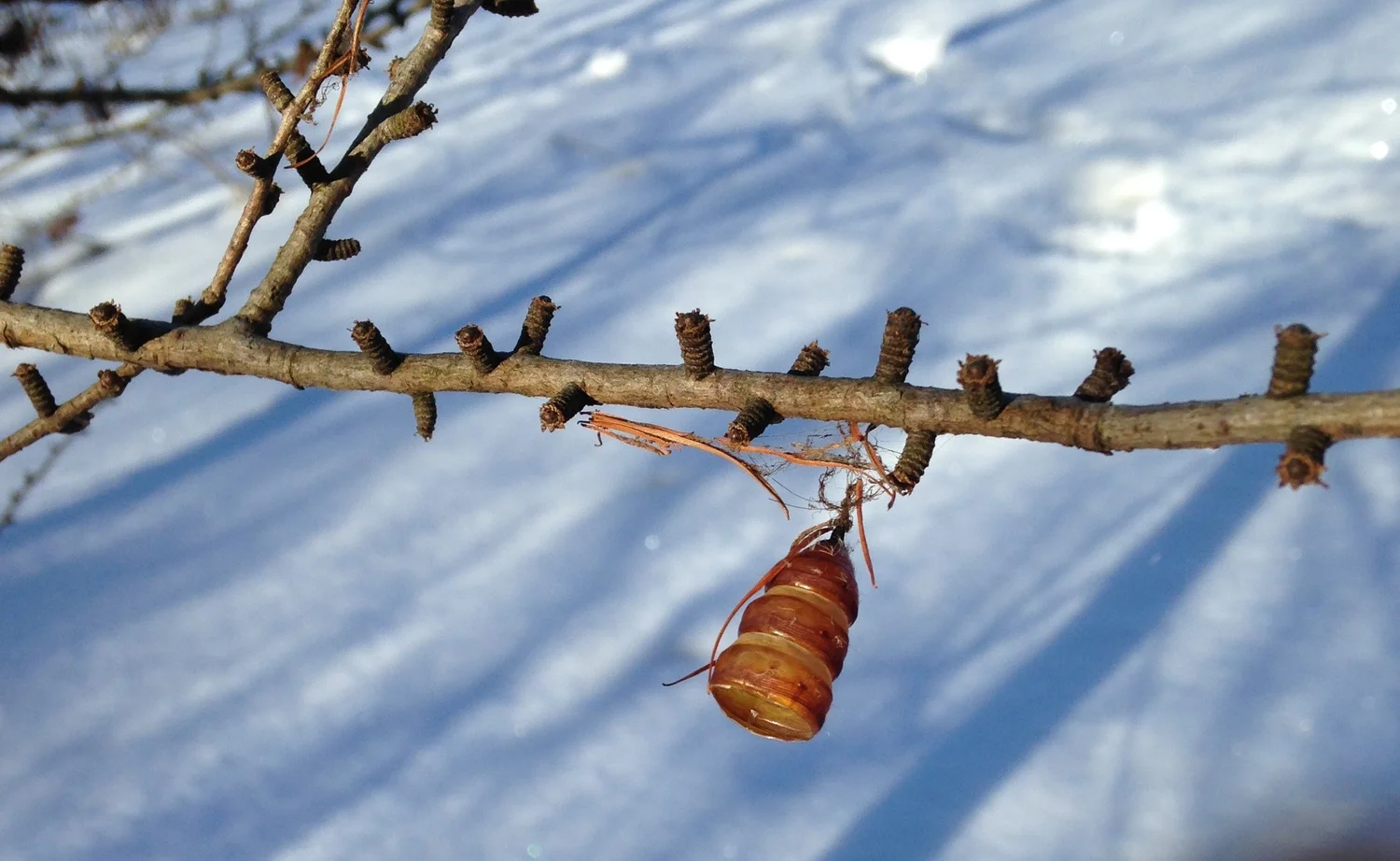 Three Common Silk Moth Cocoons — to know the land