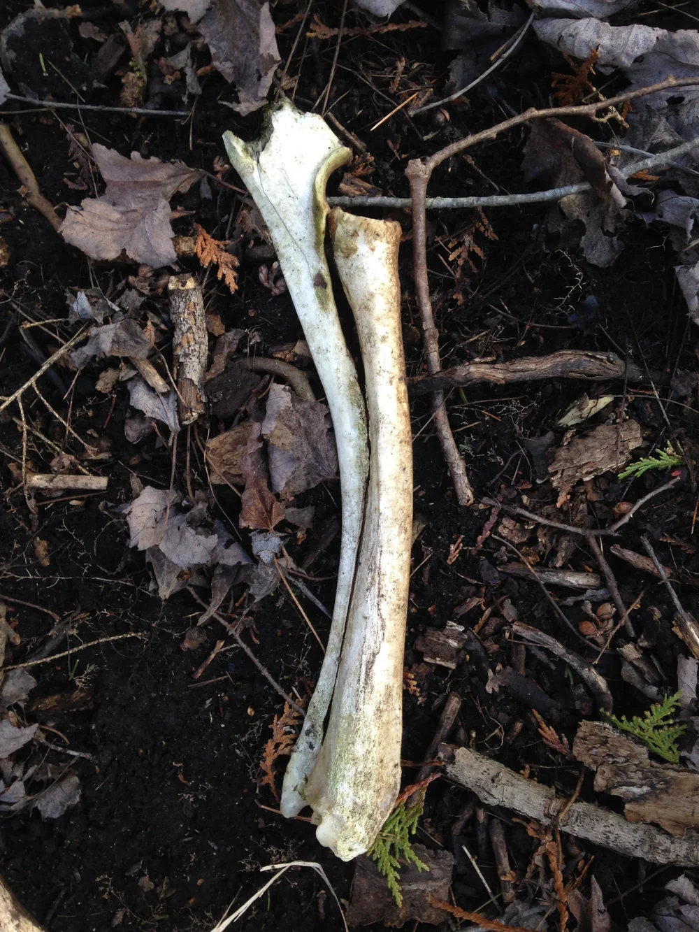 What bones did we find? — to know the land