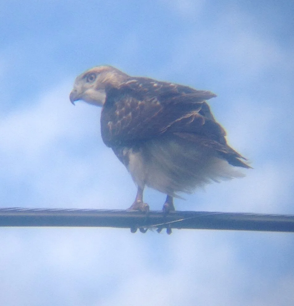 Red Tail Hawks (Buteo jamaicensis) — to know the land