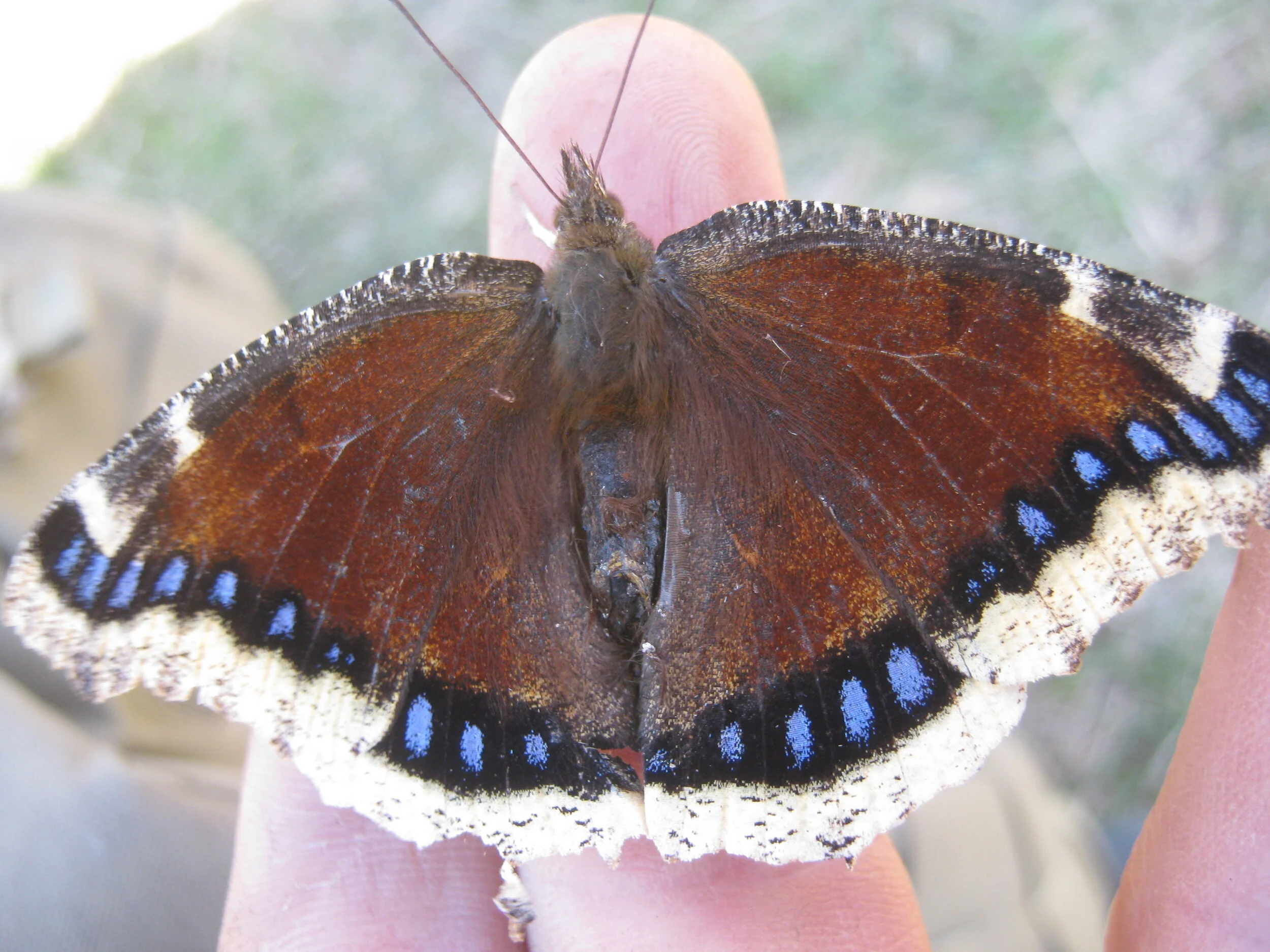 The First Flutterby/Butterfly of the Year. — to know the land