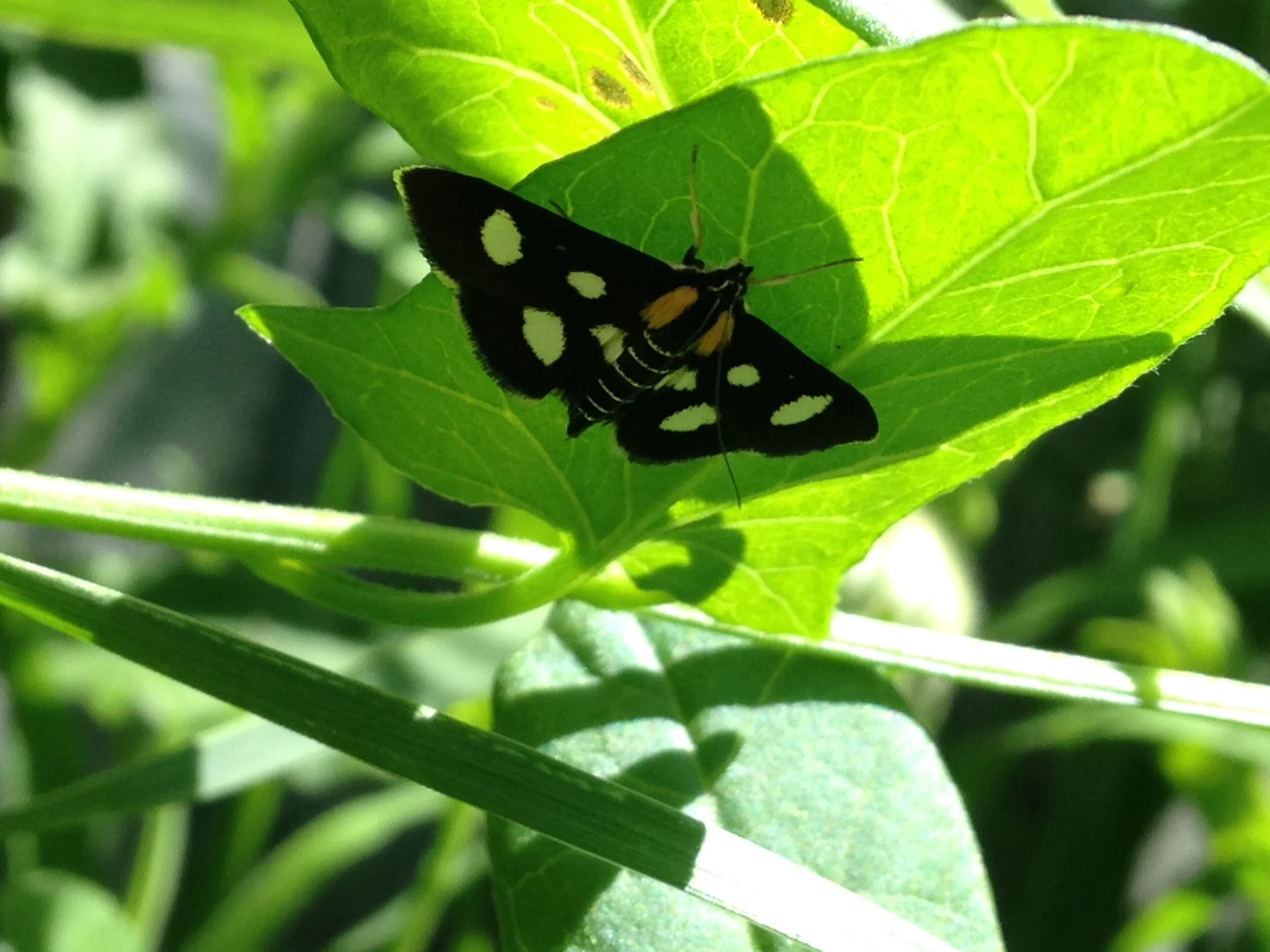 Who’s this flying bug? Late Spring 2021 — to know the land