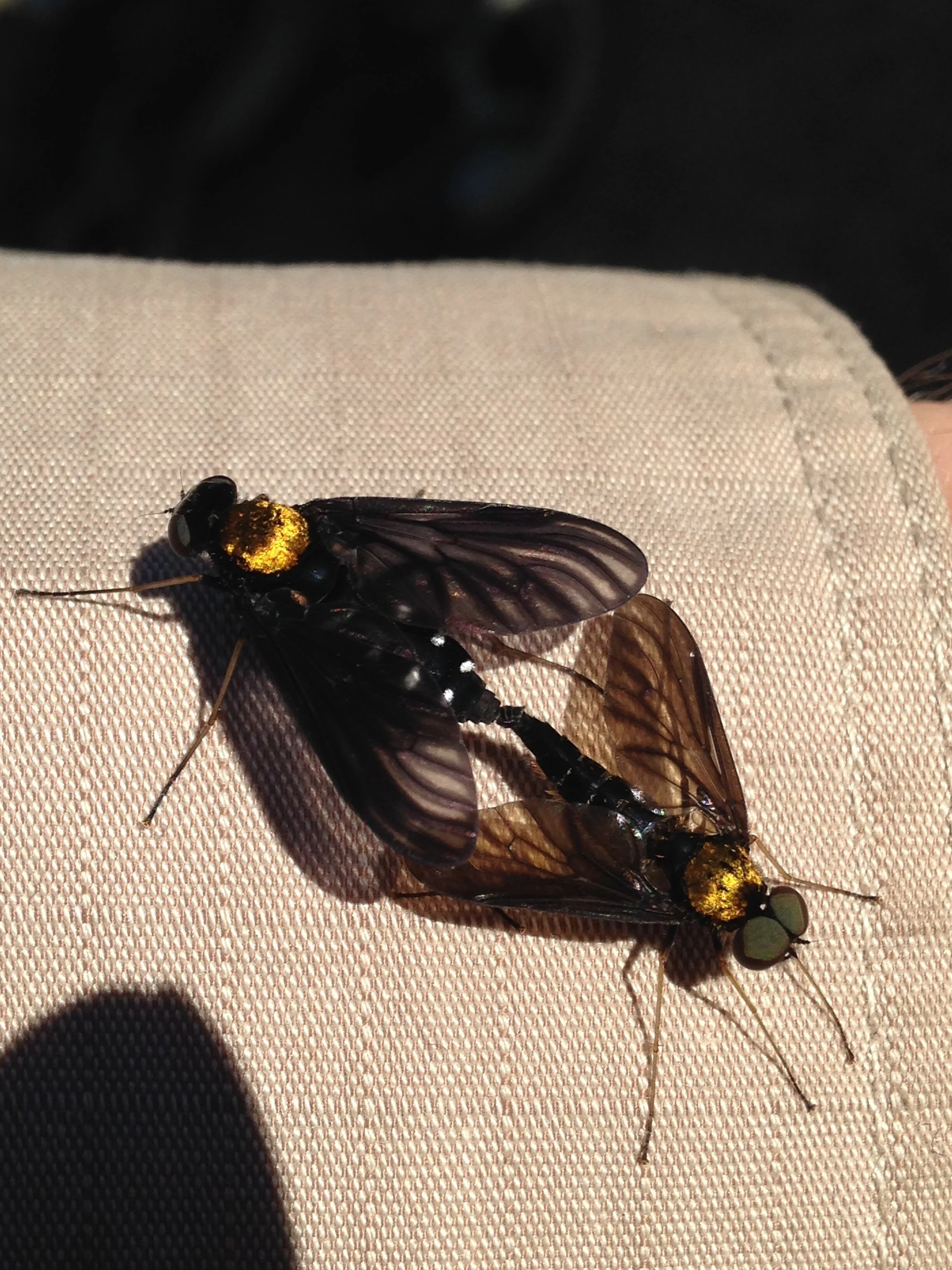 Who’s this flying bug? Late Spring 2021 — to know the land