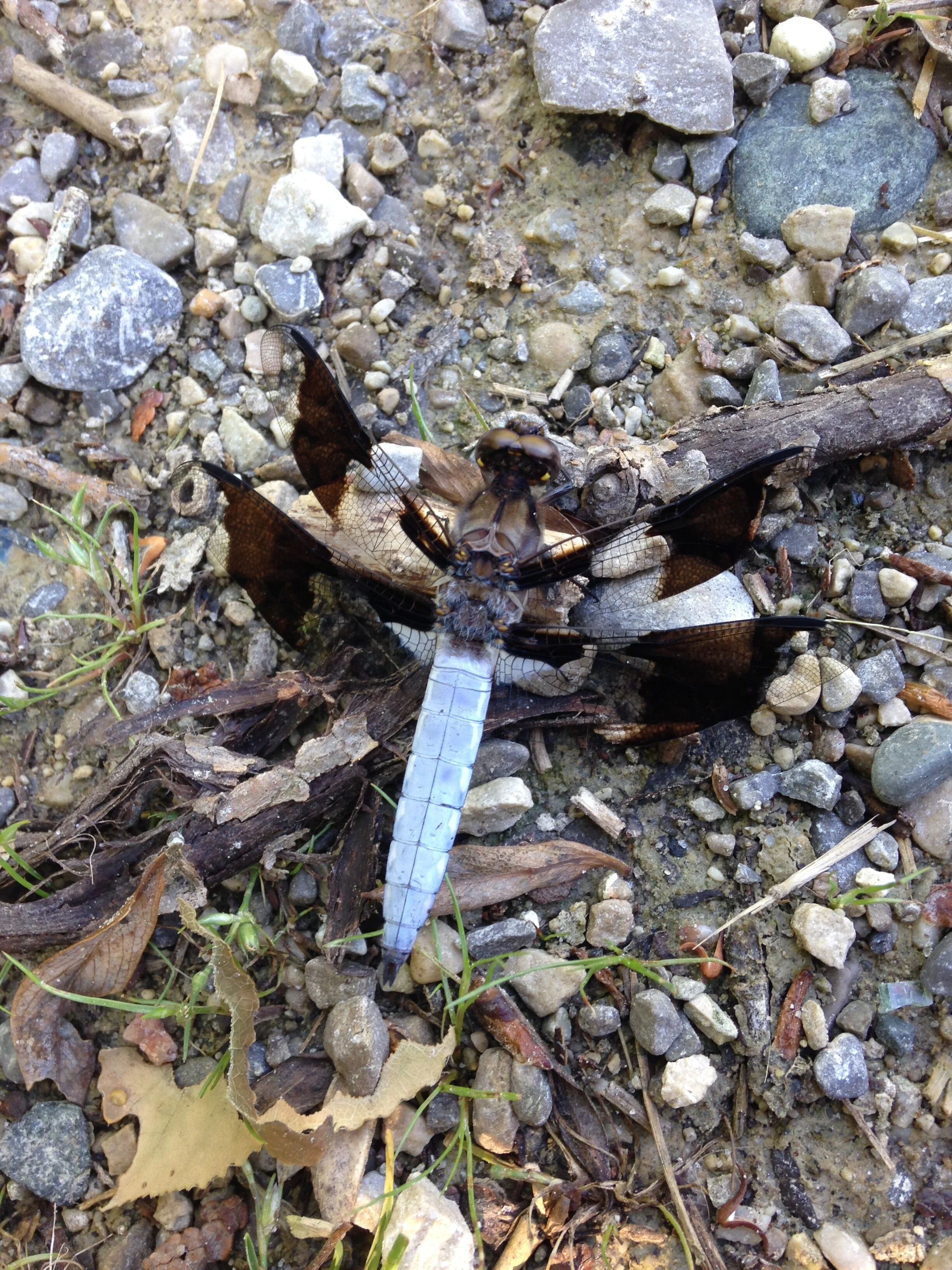 Who’s this flying bug? Late Spring 2021 — to know the land