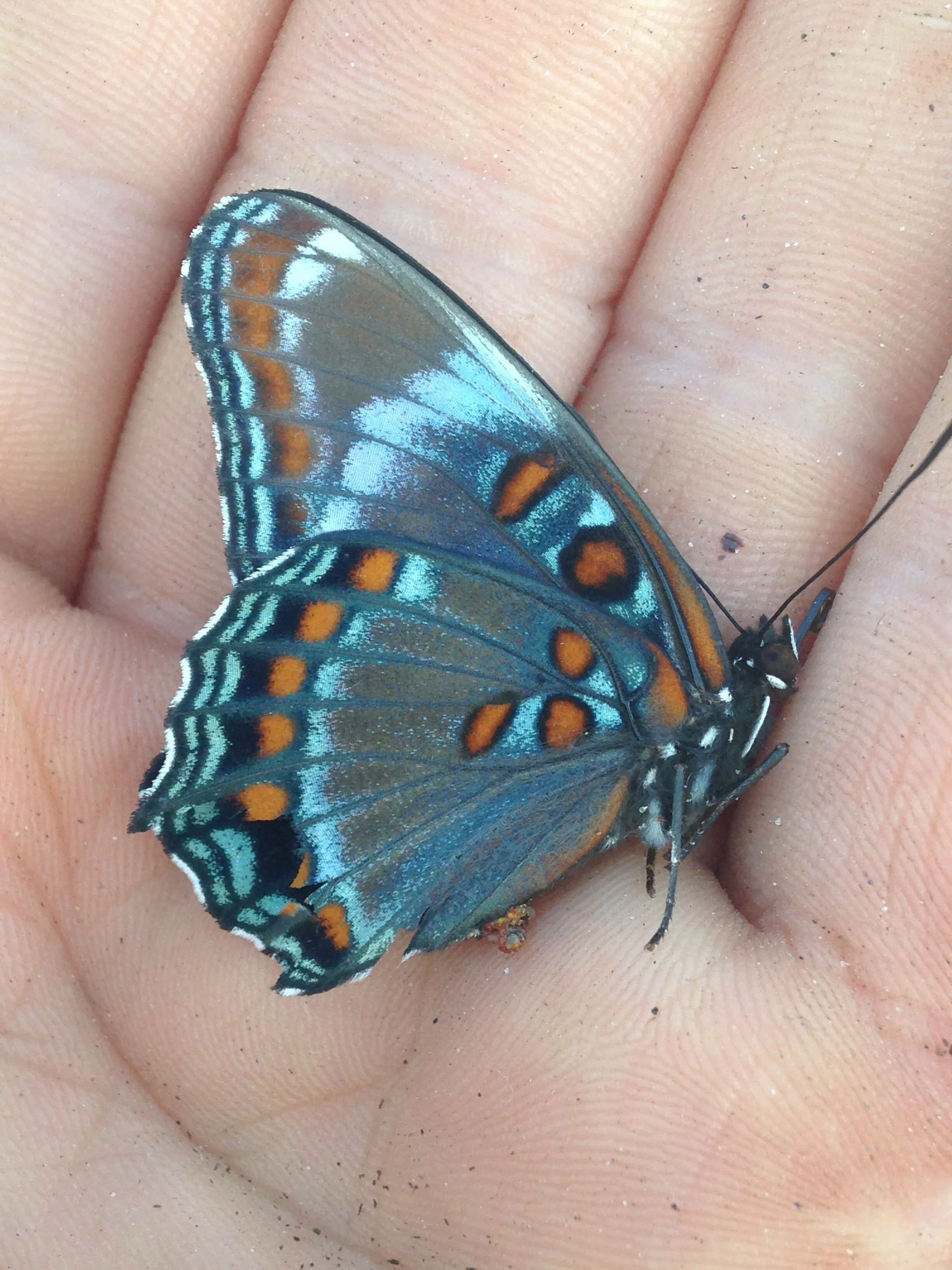 Who’s this flying bug? Late Spring 2021 — to know the land