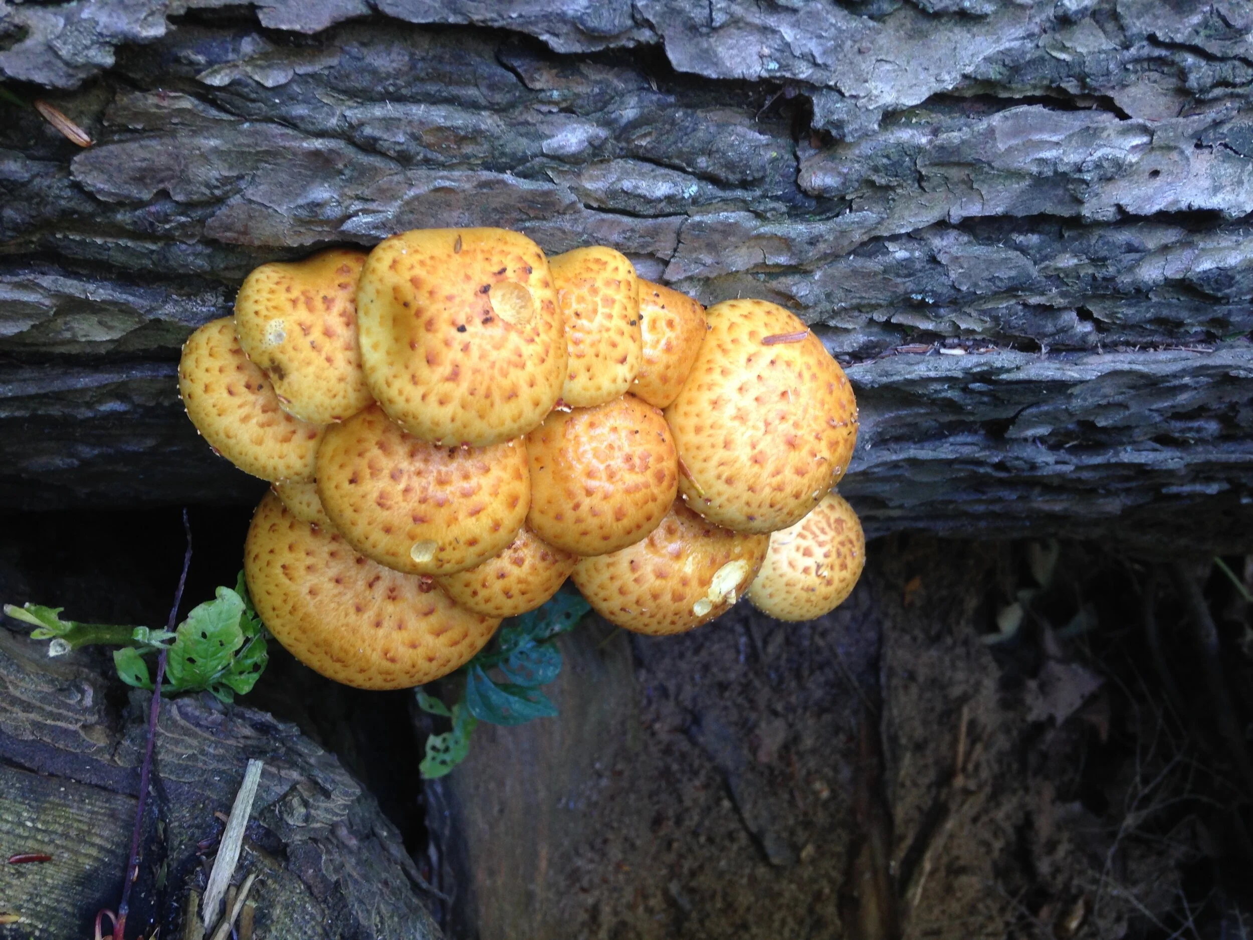 The Season of Fungi pt. 2 — to know the land