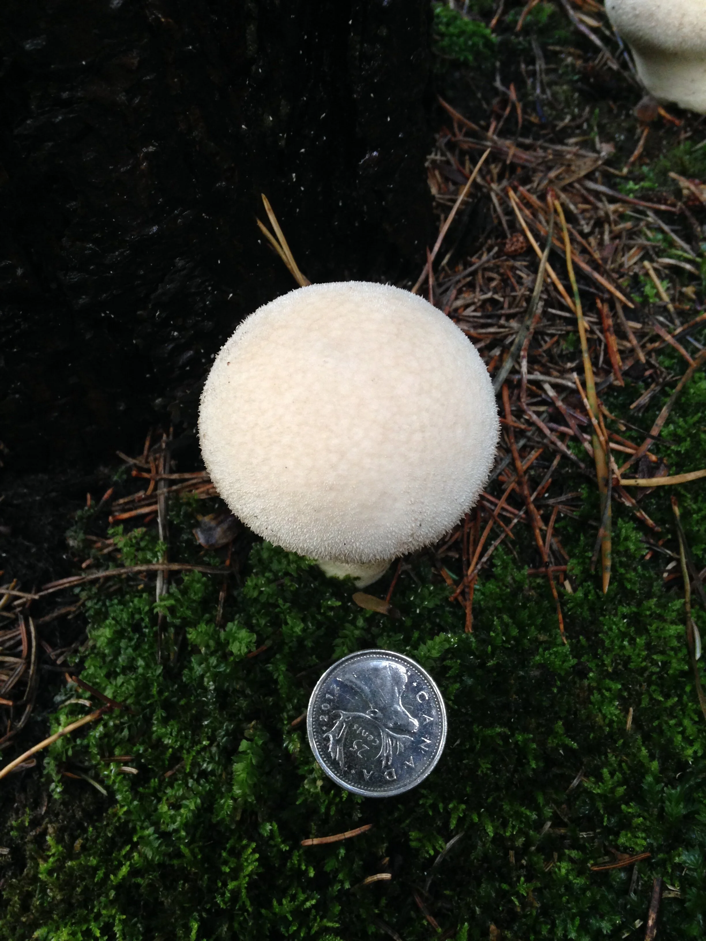 The Season of Fungi pt. 2 — to know the land