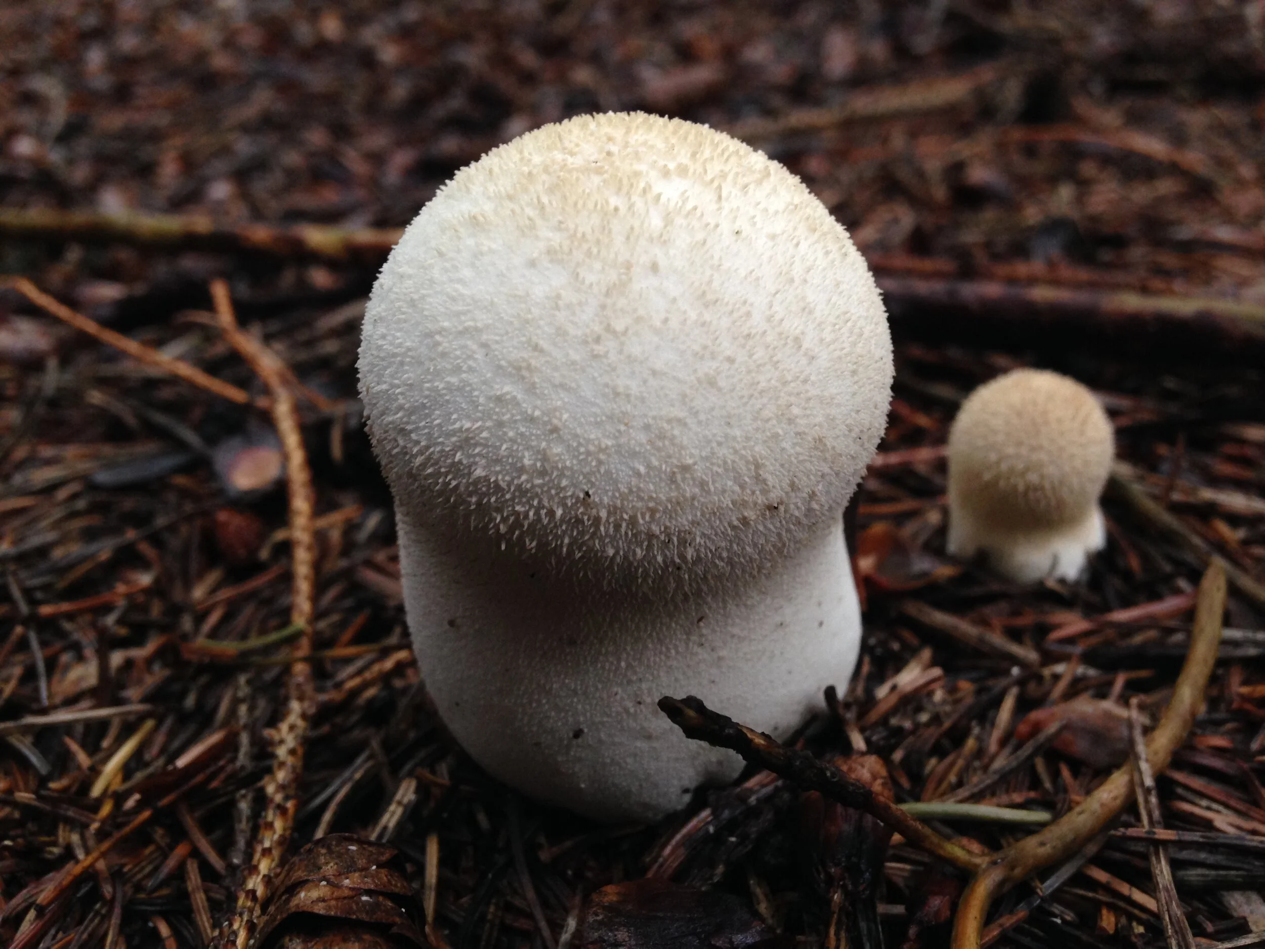 The Season of Fungi pt. 2 — to know the land