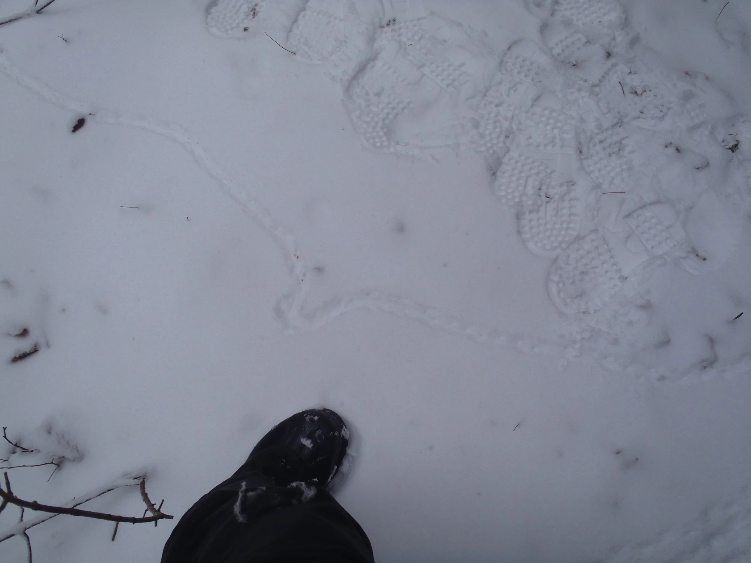 Shrew, Mouse, and Vole Trails — to know the land