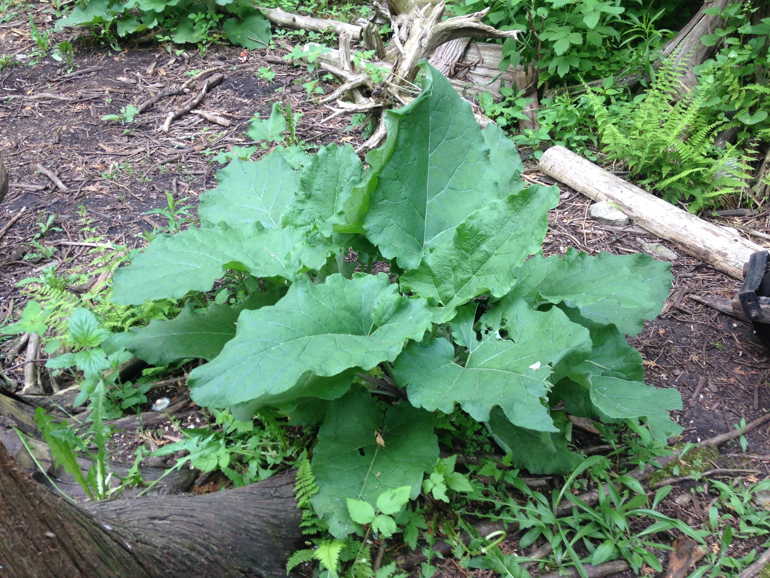 Burdock Arctium Minus (common Burdock): Go Botany