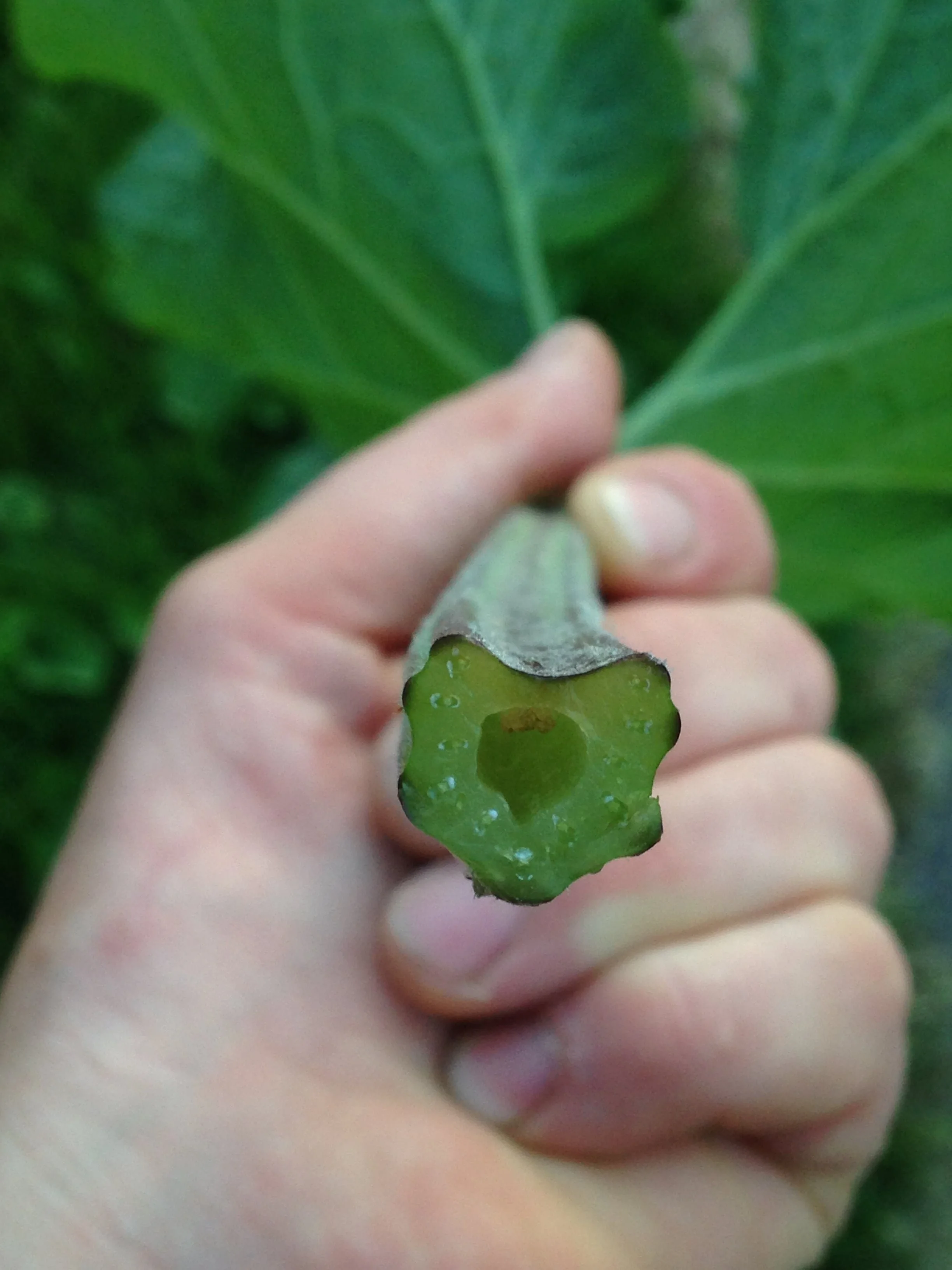 Common Burdock — to know the land