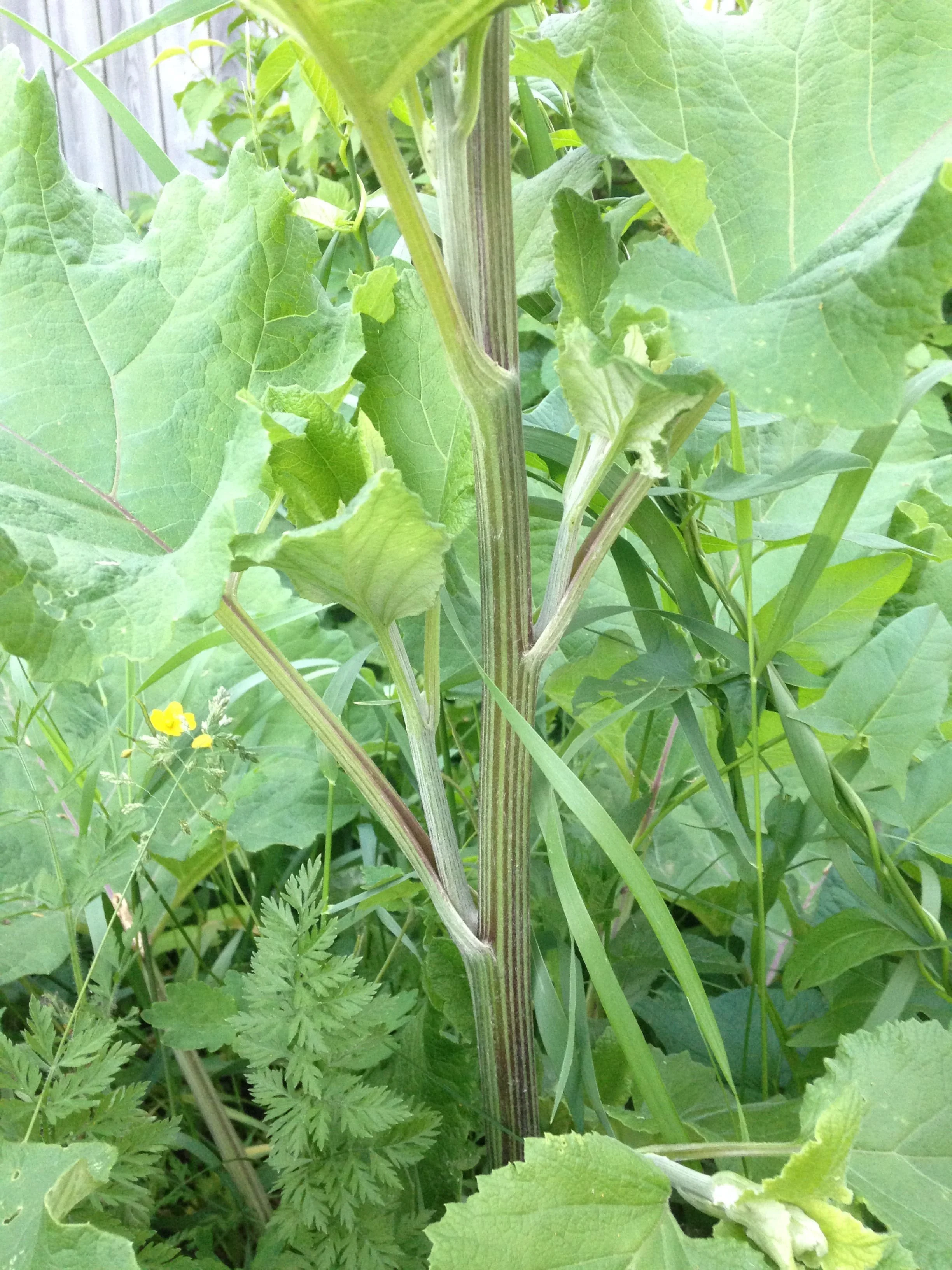 Common Burdock — to know the land