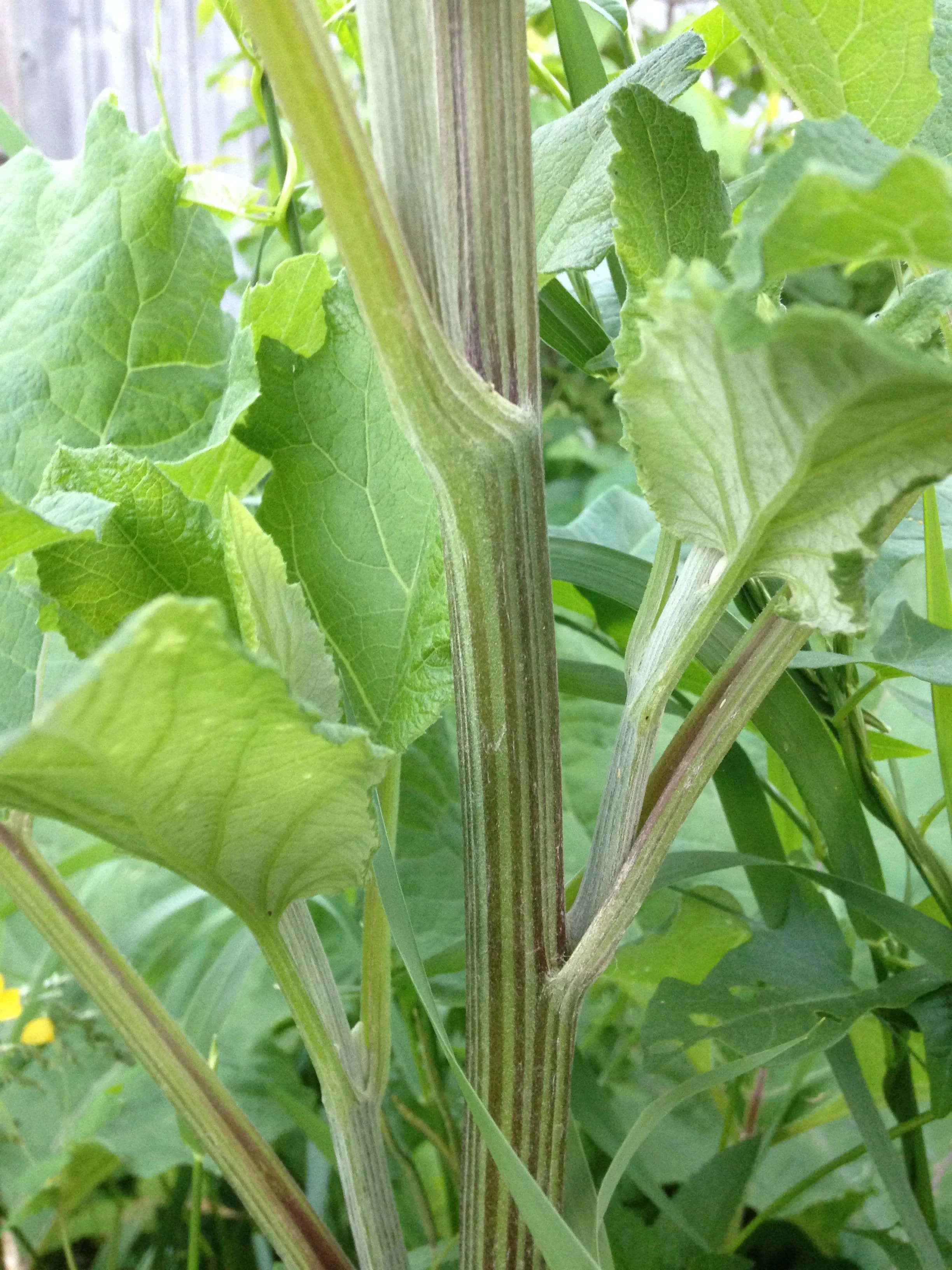 Common Burdock — to know the land