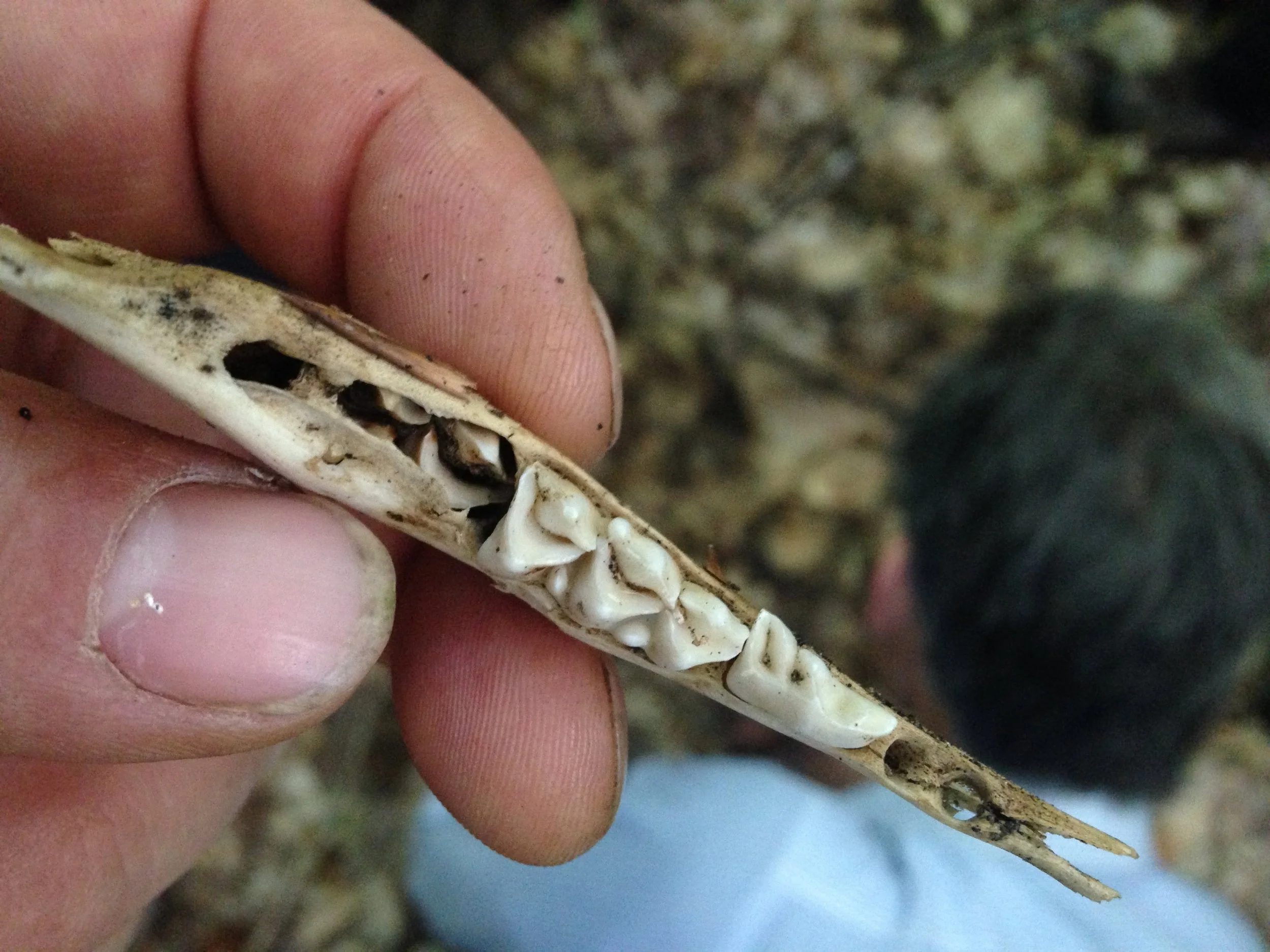 How To Age A White-tailed Deer by Looking At The Teeth, pt. 1 : Younger ...