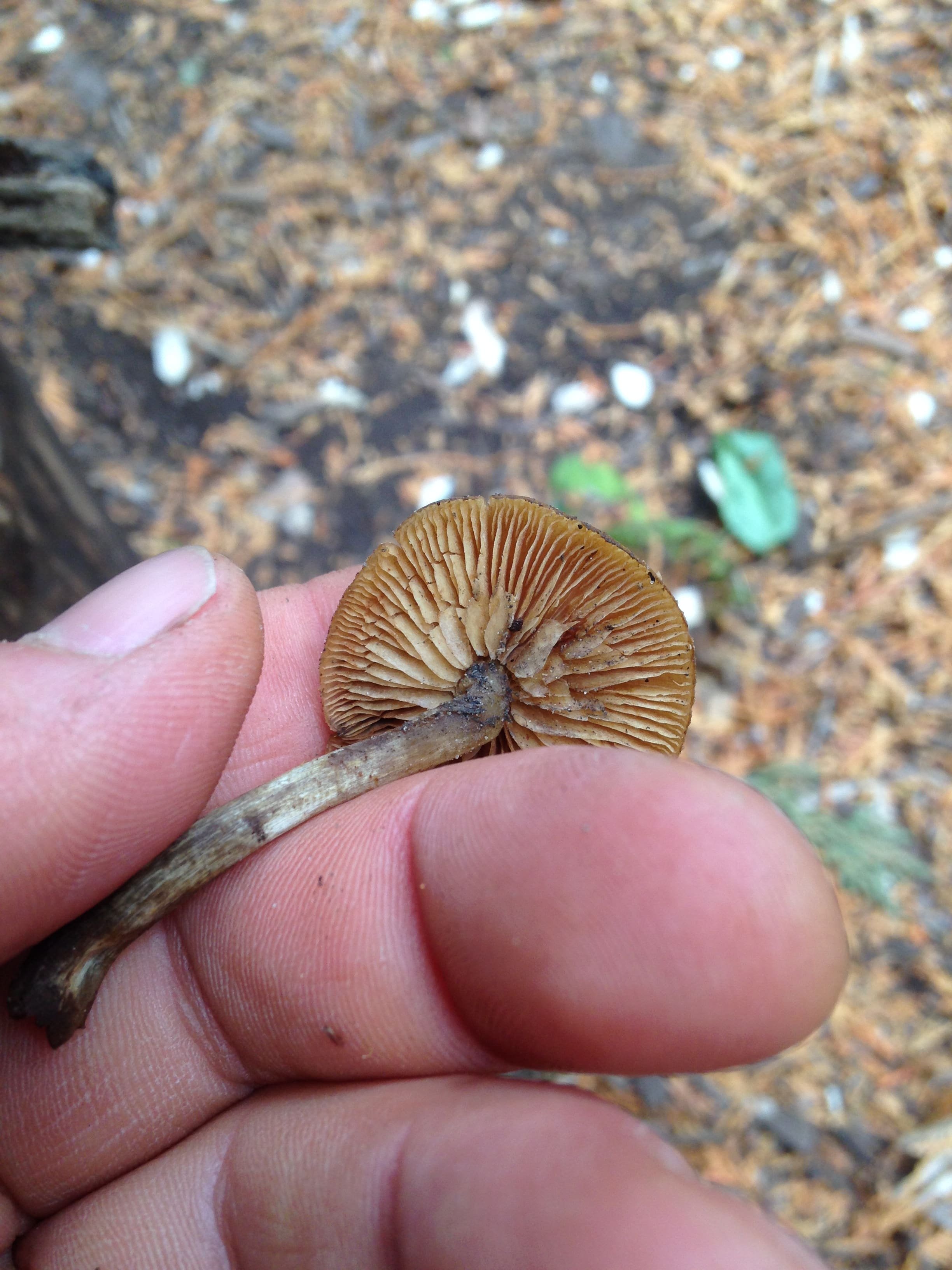 Deadly Galerina Study — to know the land