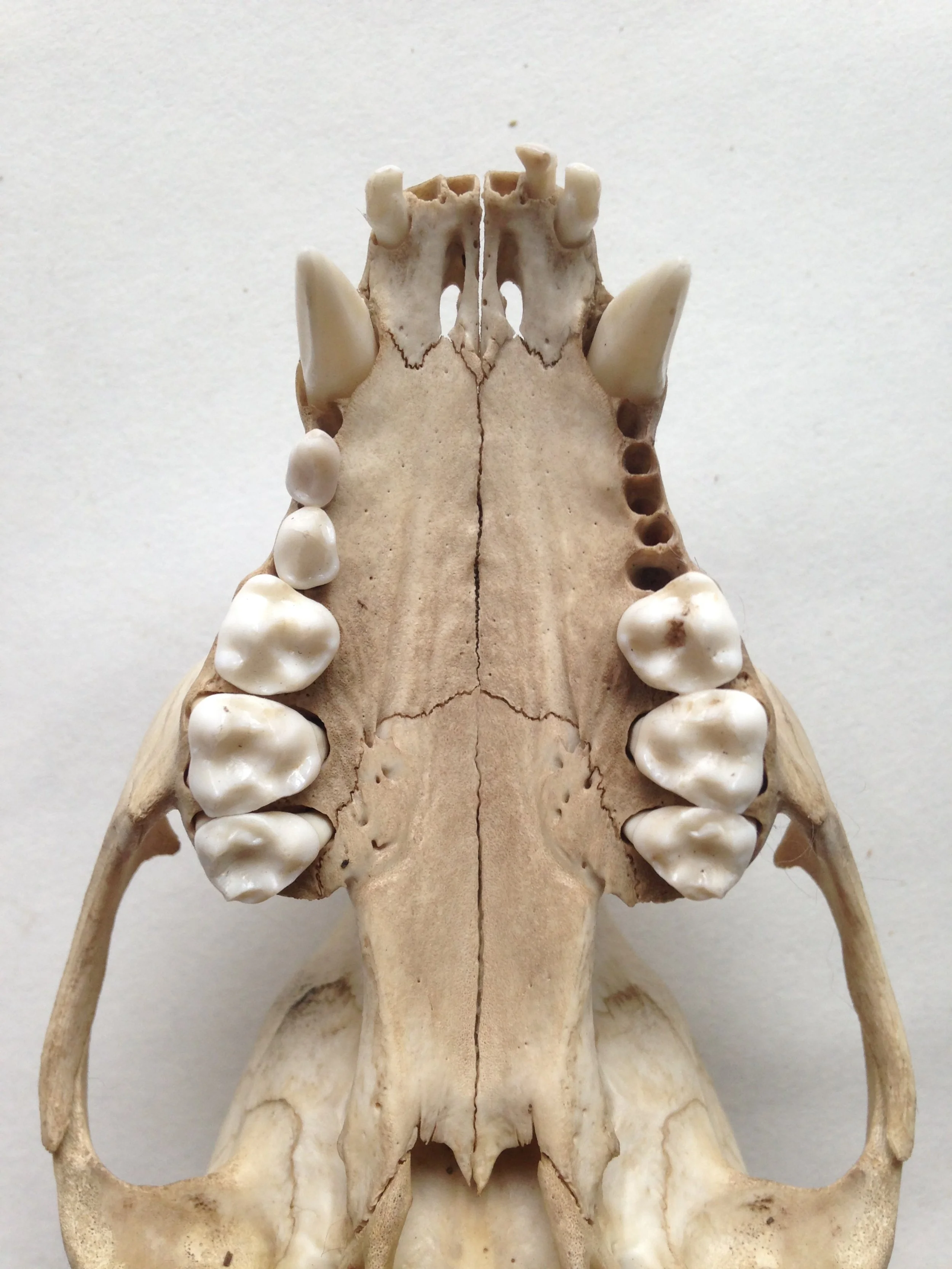 A Basic Guide to Non-Human Mammal Dentition — to know the land